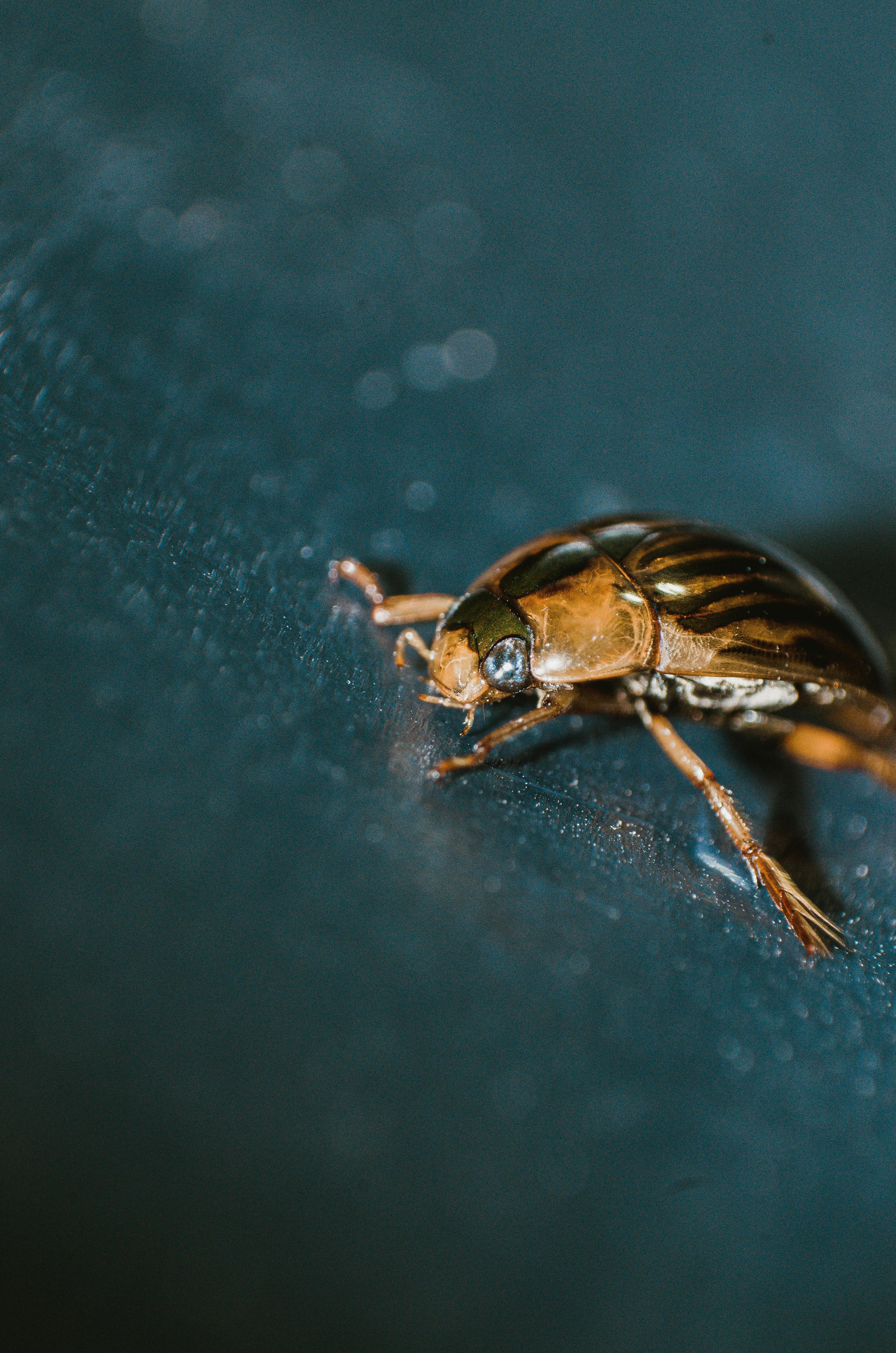 Water Beetle Photos, Download The BEST Free Water Beetle Stock Photos ...