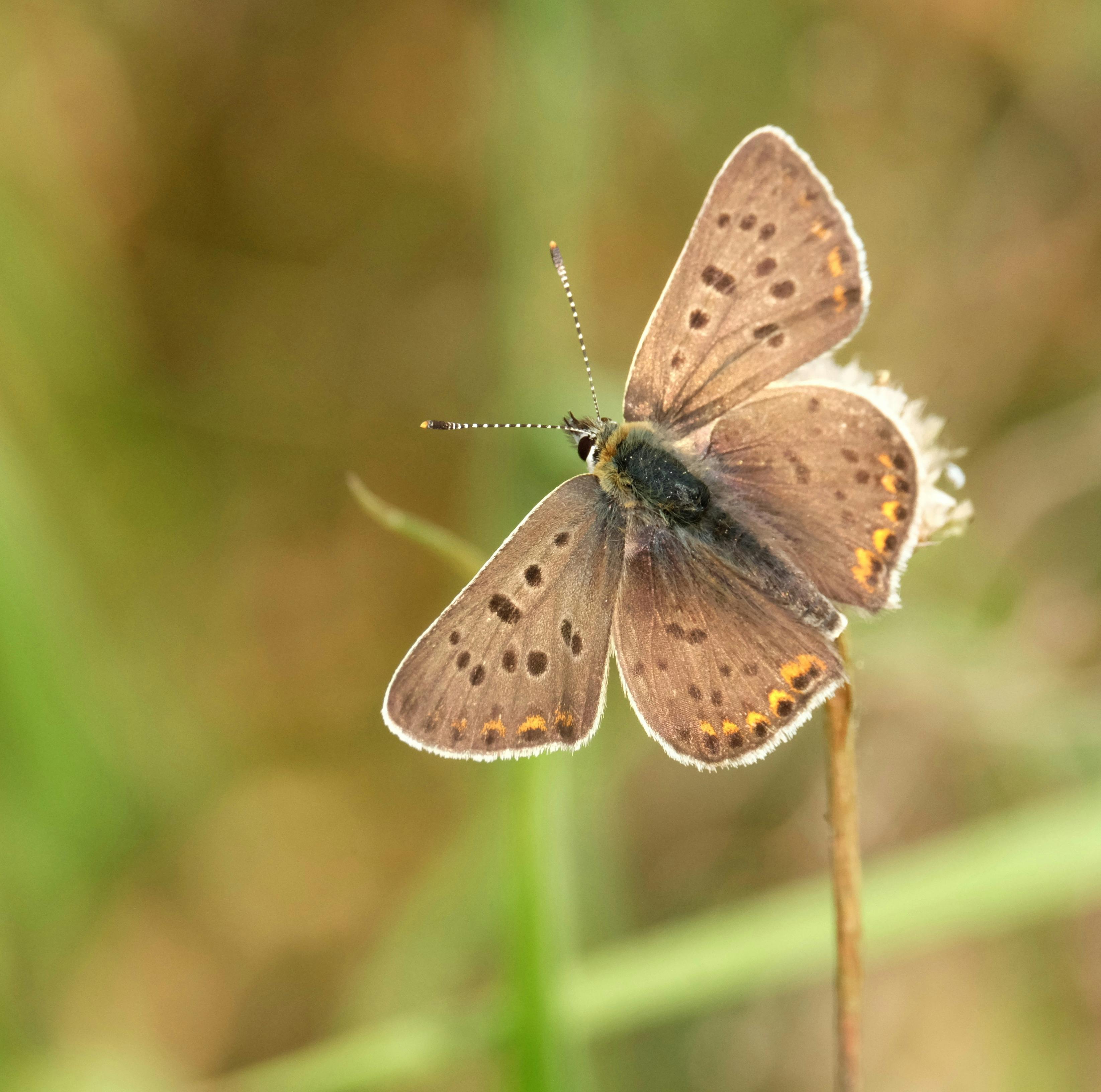 Close-up Photography of Gray Butterfly · Free Stock Photo