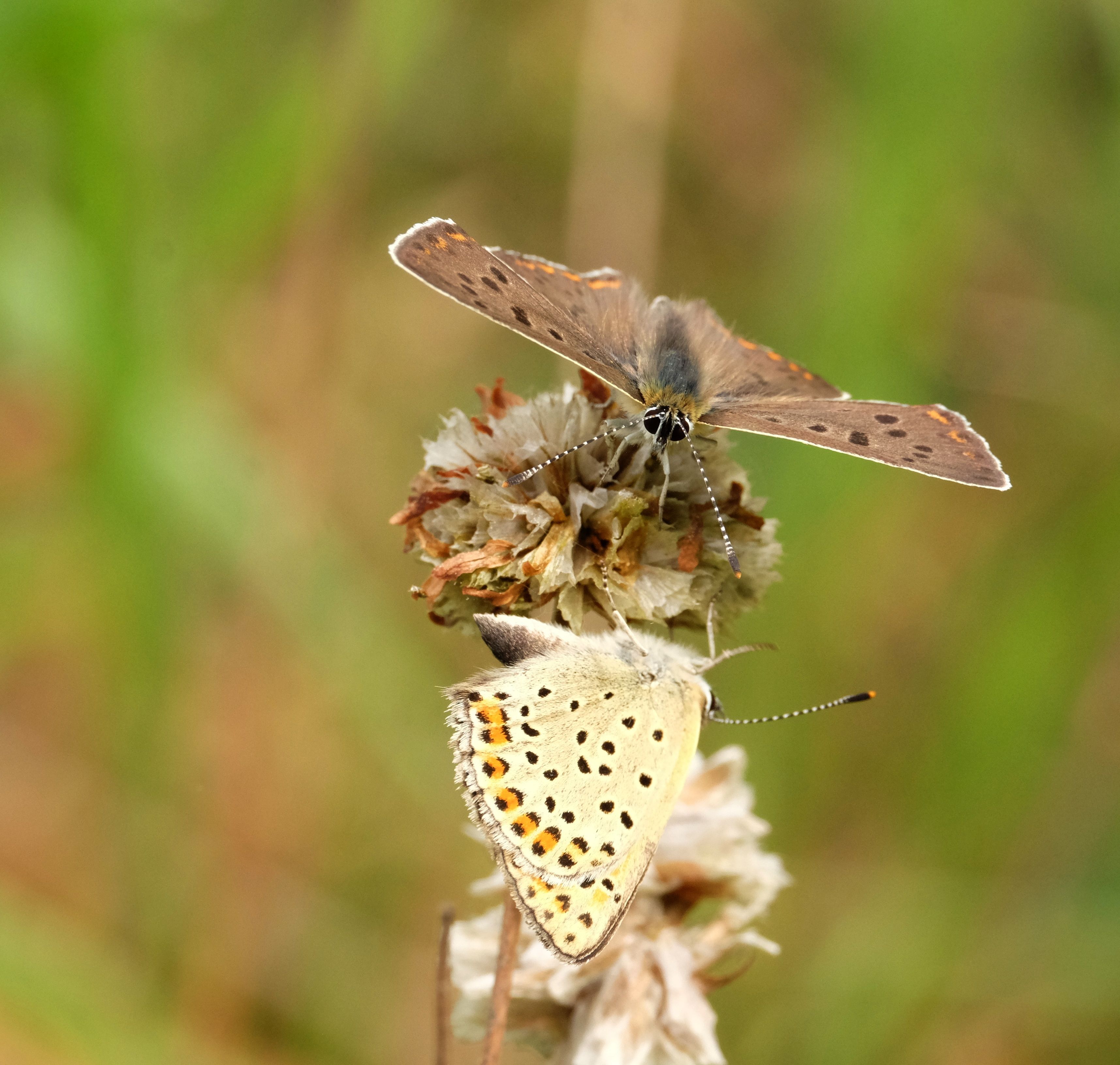 Two butterflies are sitting on top of a flower · Free Stock Photo