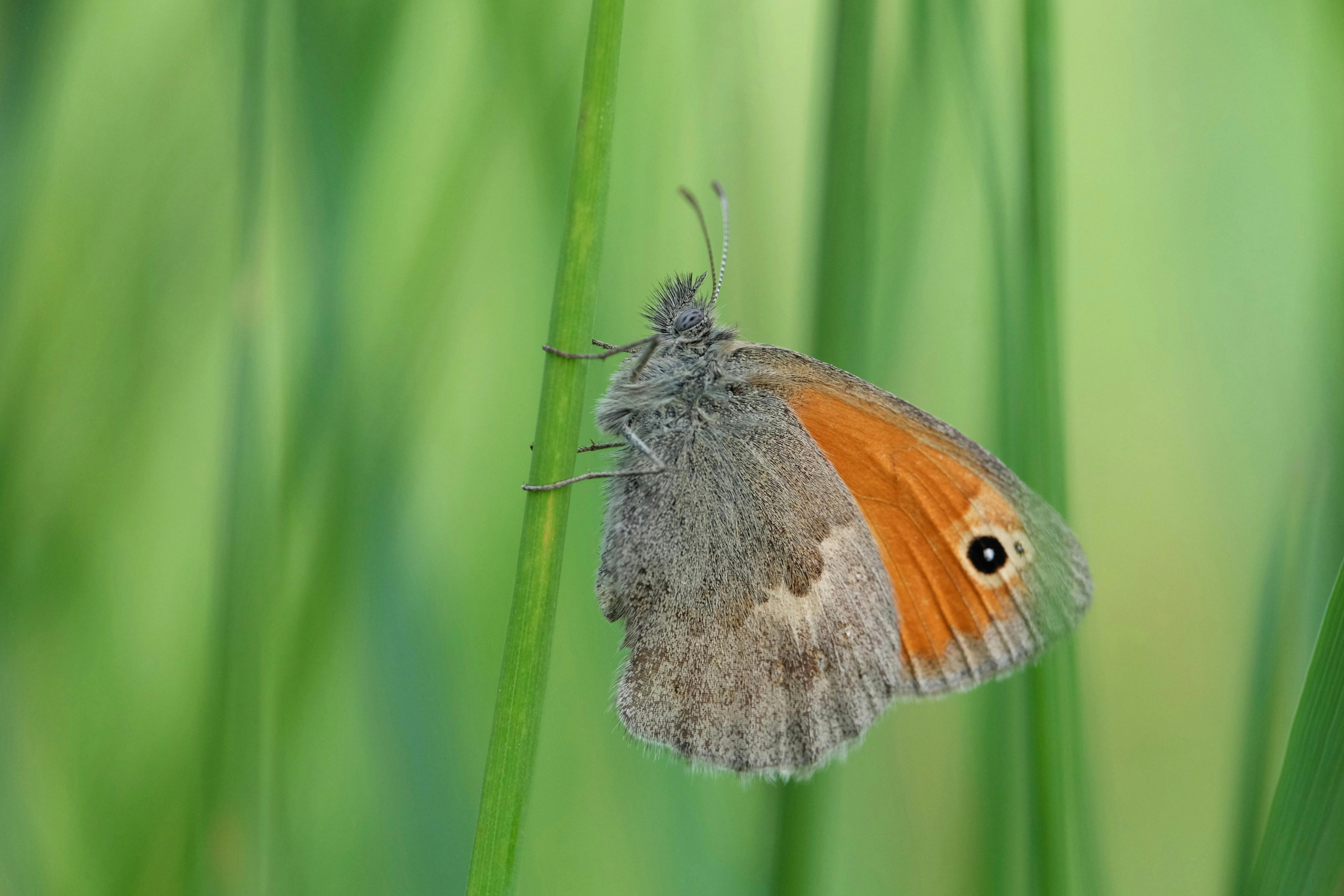 Butterfly Land Photos, Download The BEST Free Butterfly Land Stock ...