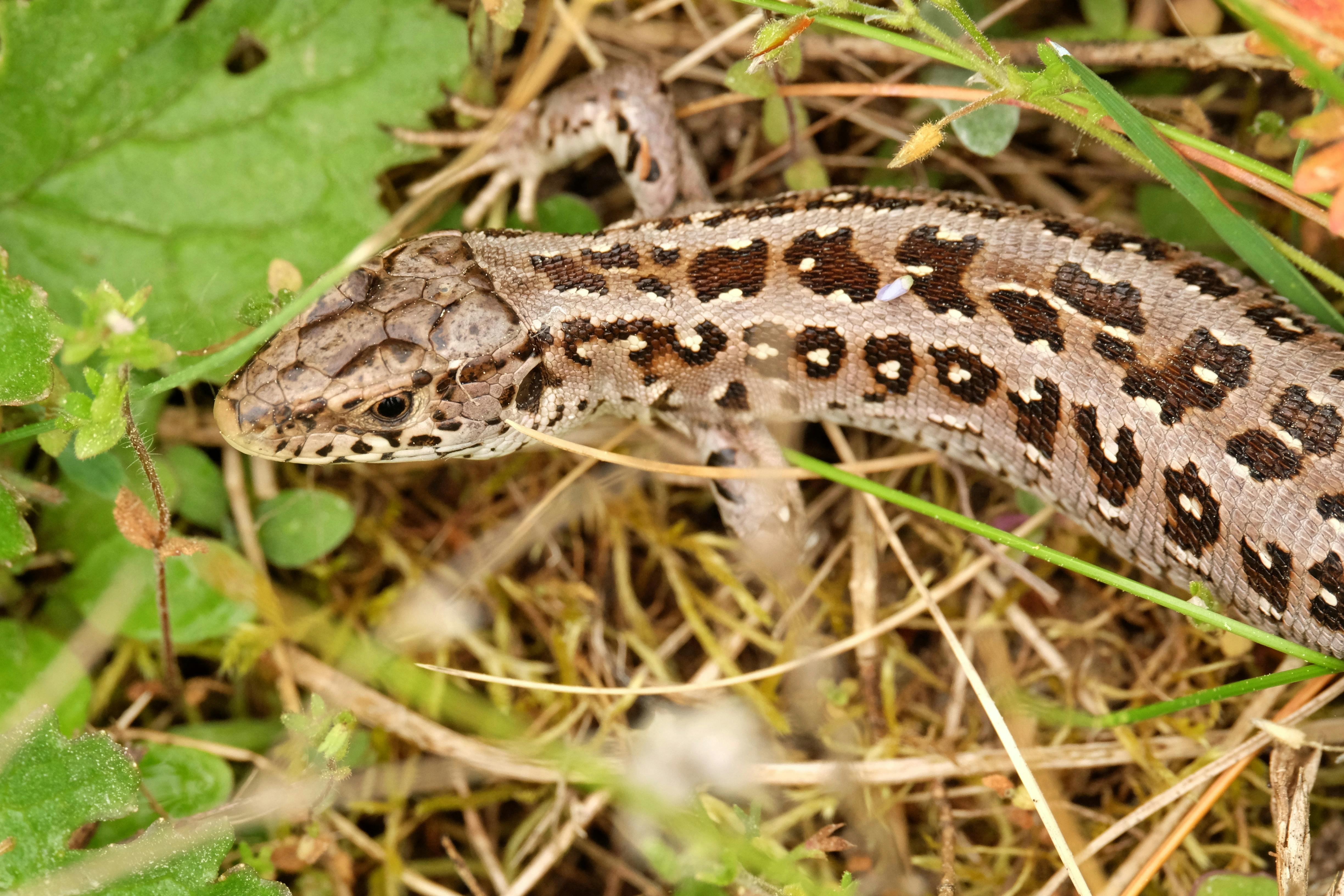 A lizard with brown spots and black stripes is sitting on the ground ...