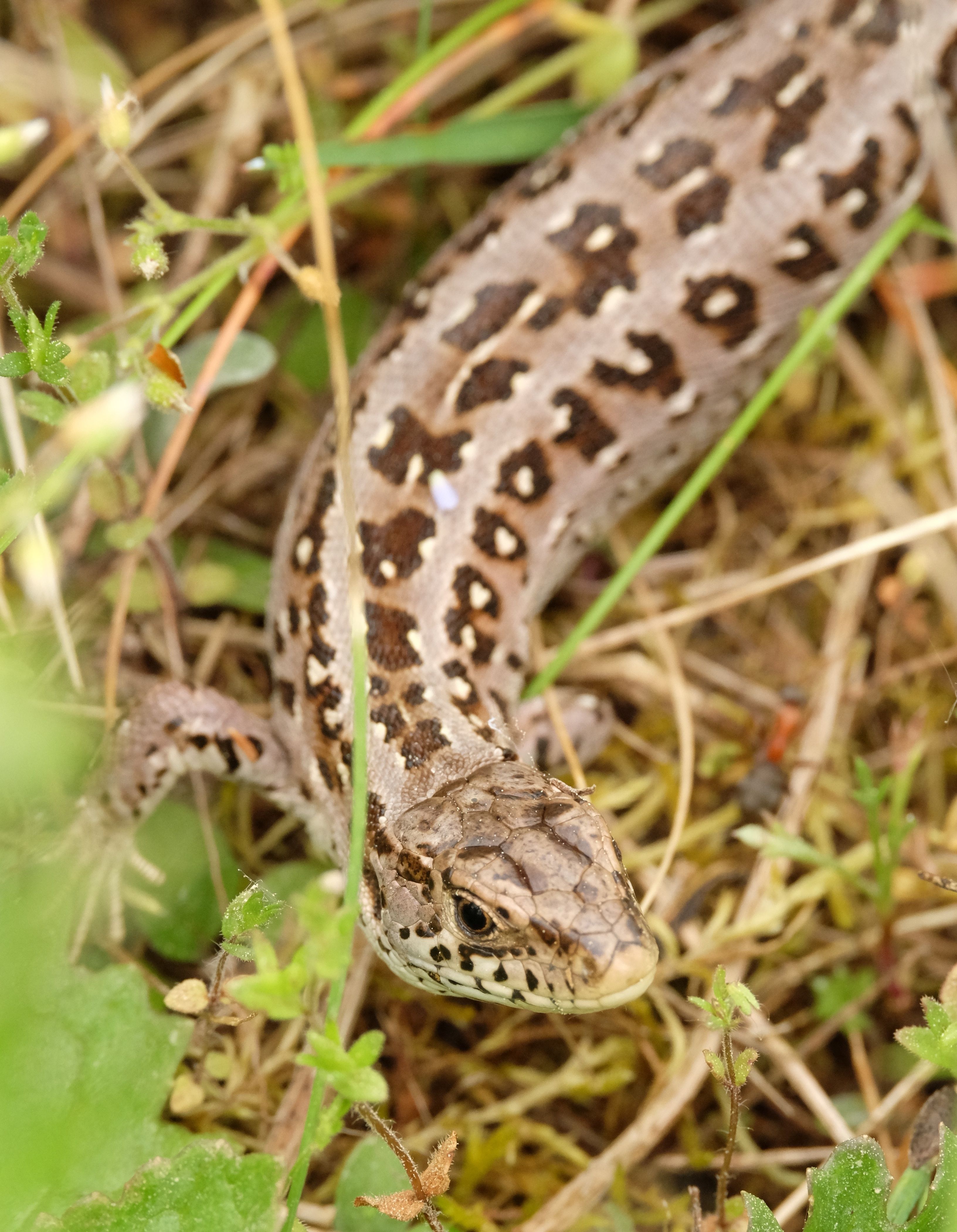 A lizard with brown and white spots on its back · Free Stock Photo