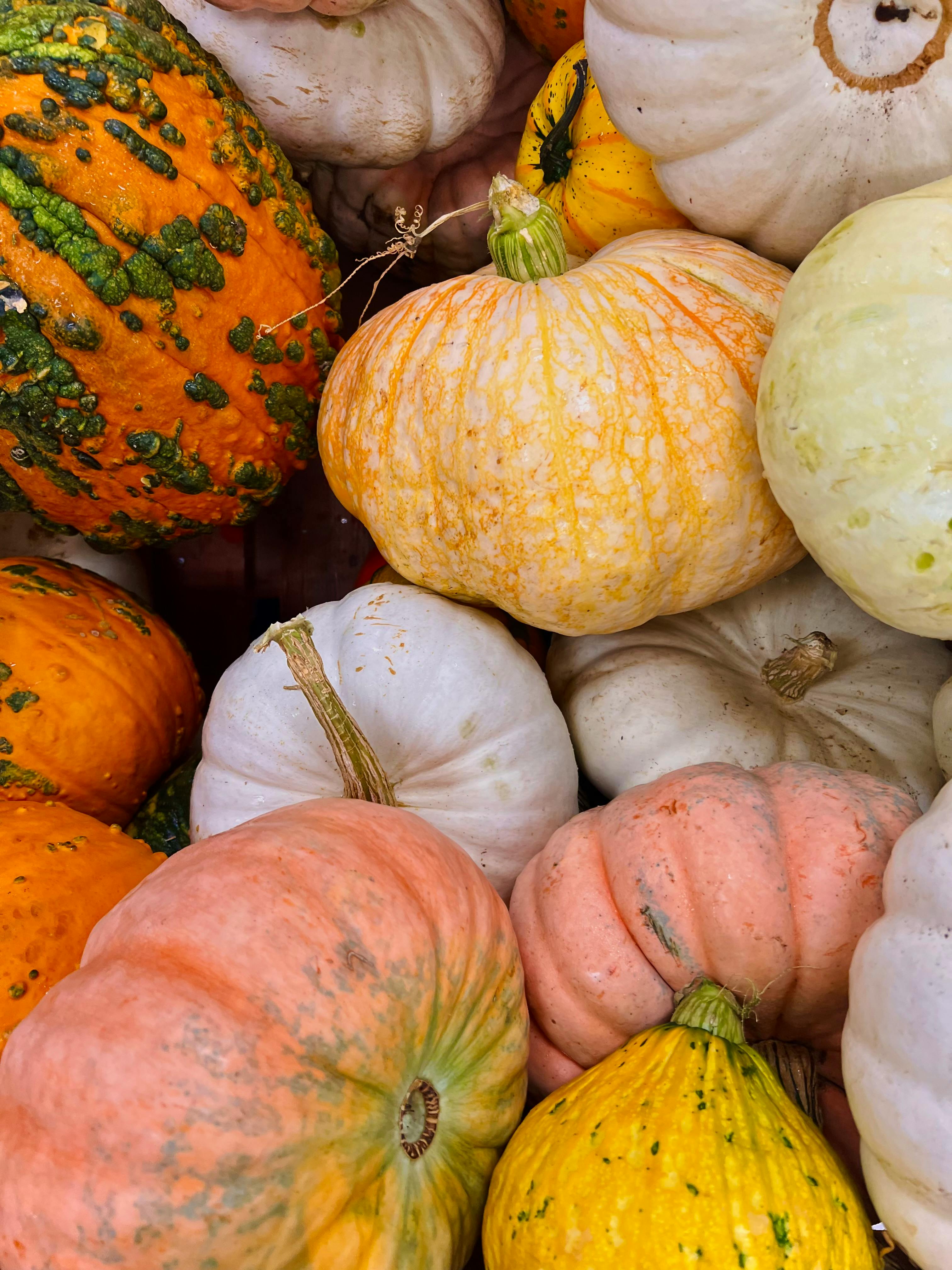 Close-up of Pumpkins · Free Stock Photo