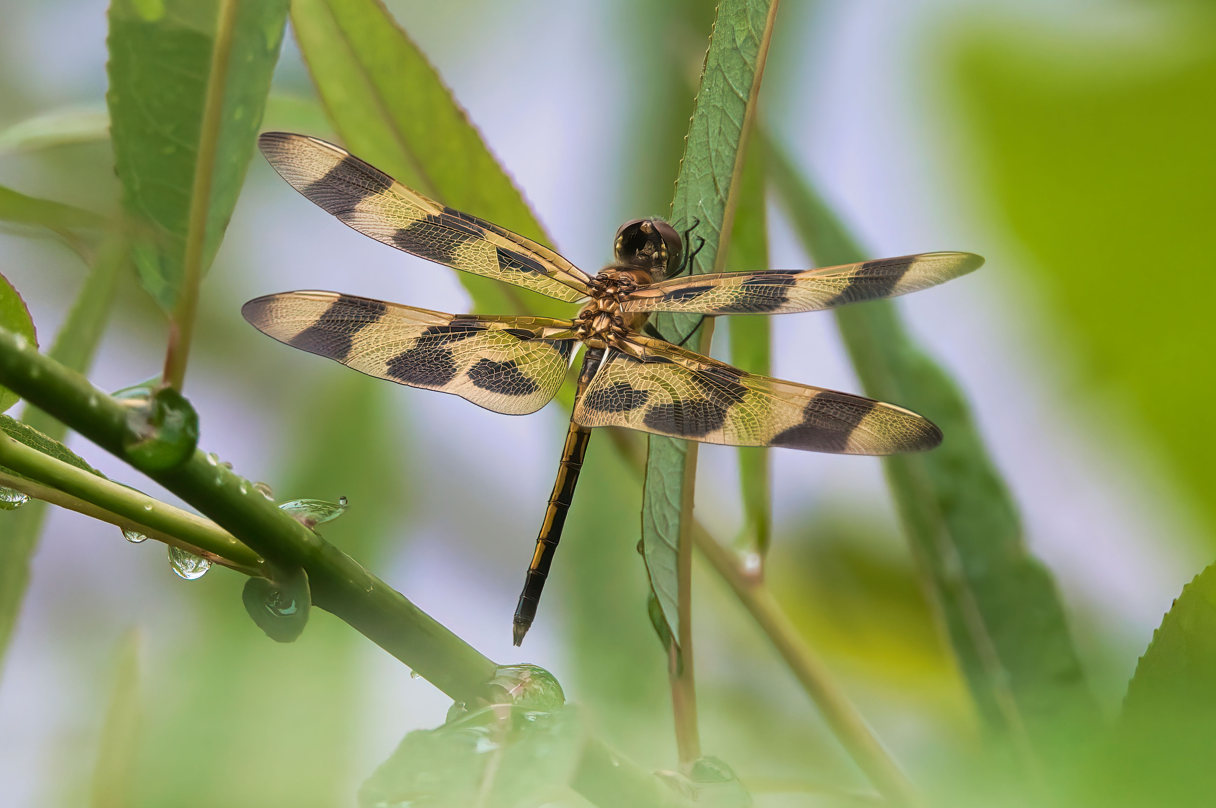 Close up of a Dragonfly · Free Stock Photo
