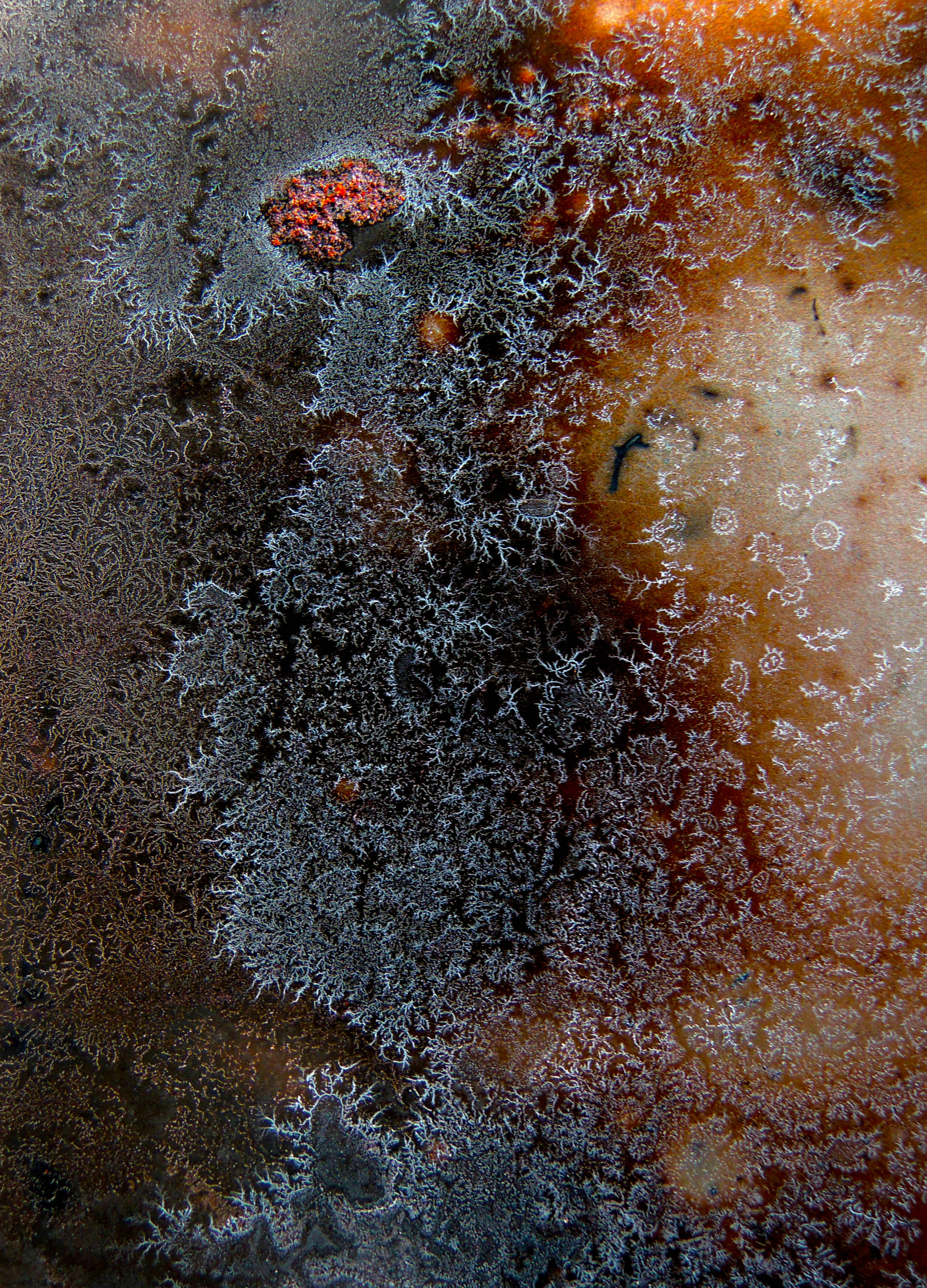 A Biological Material Texture · Free Stock Photo