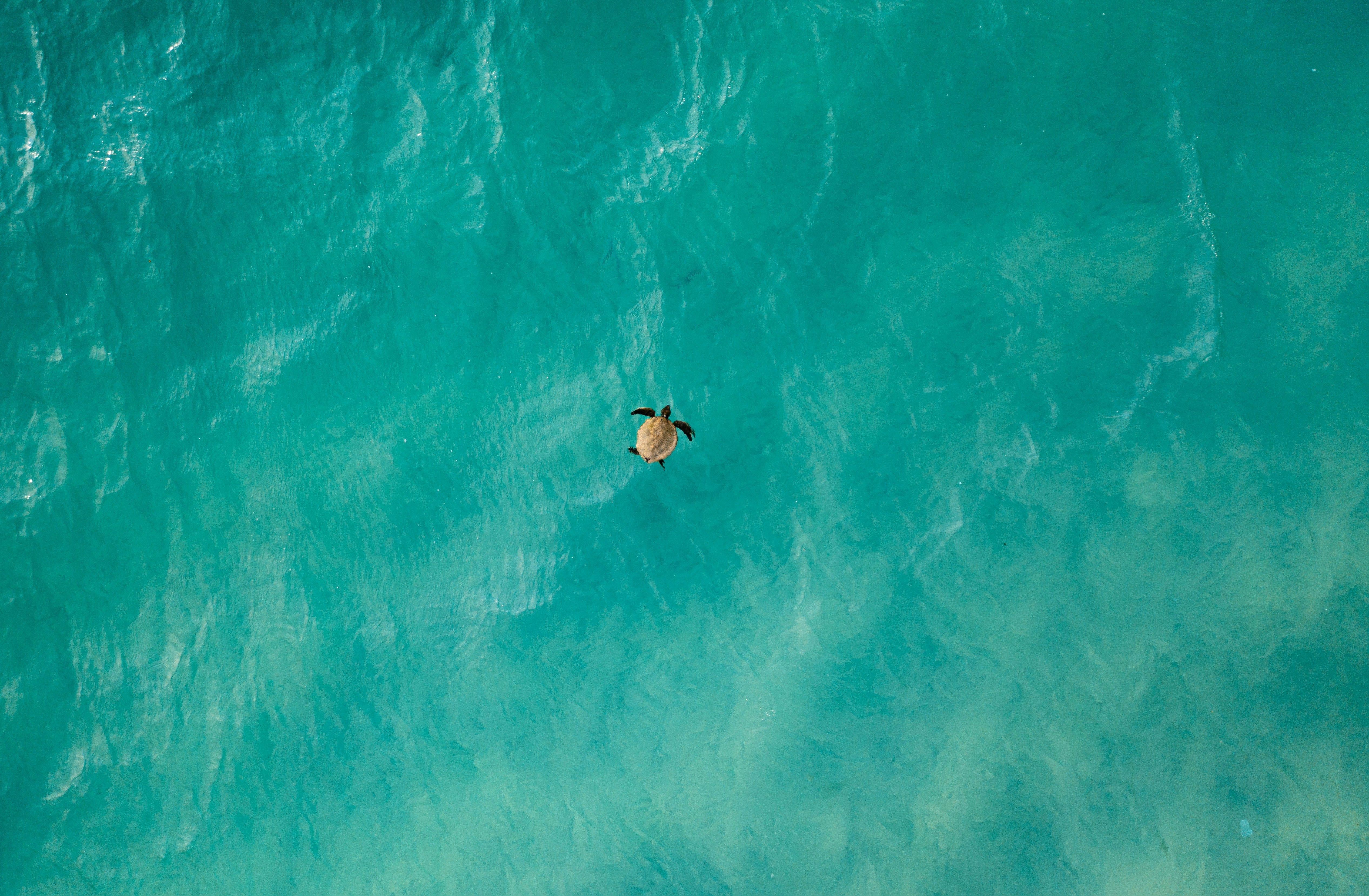 Aerial View of a Swimming Sea Turtle · Free Stock Photo
