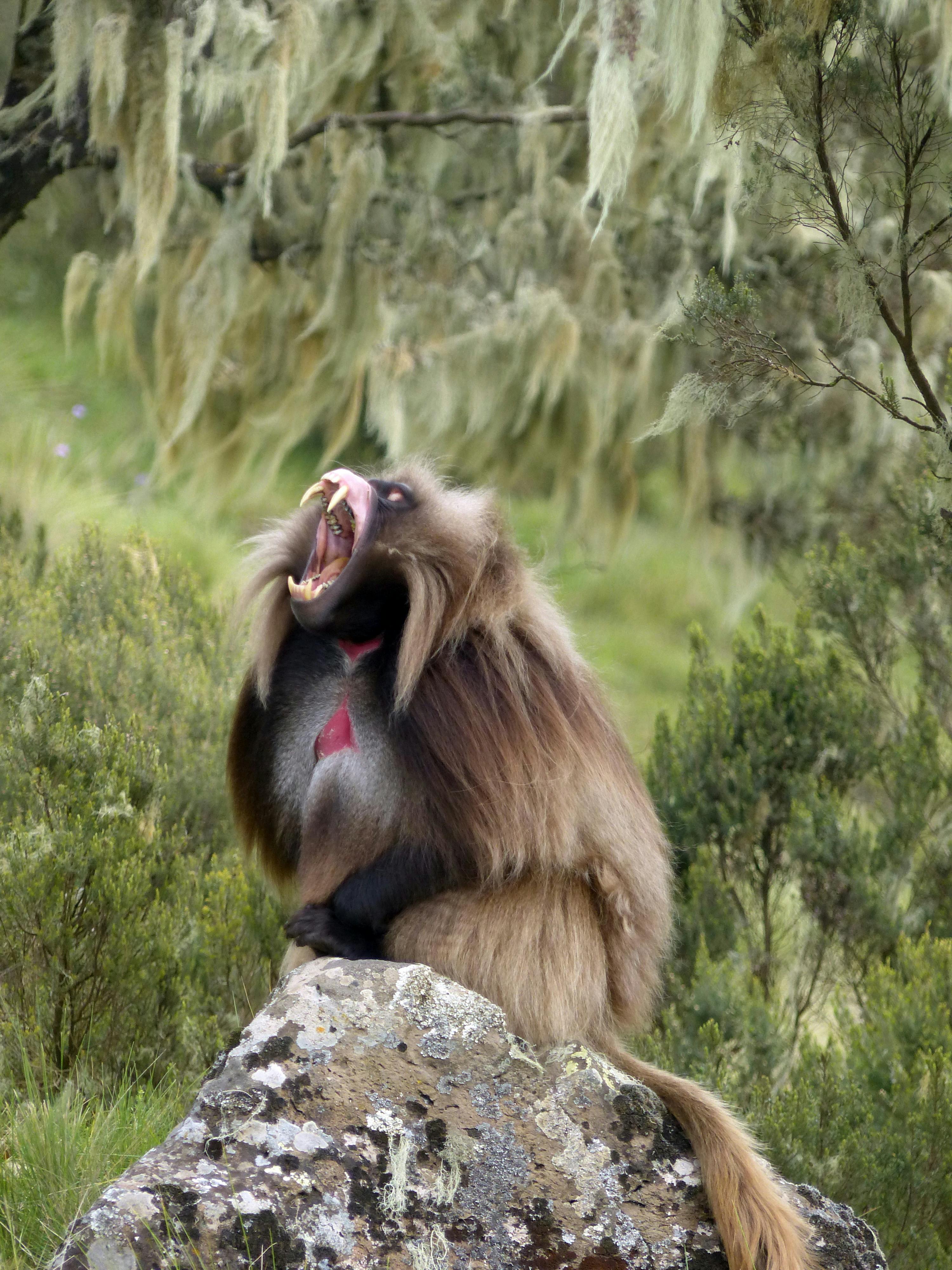 A Gelada on a Rock · Free Stock Photo