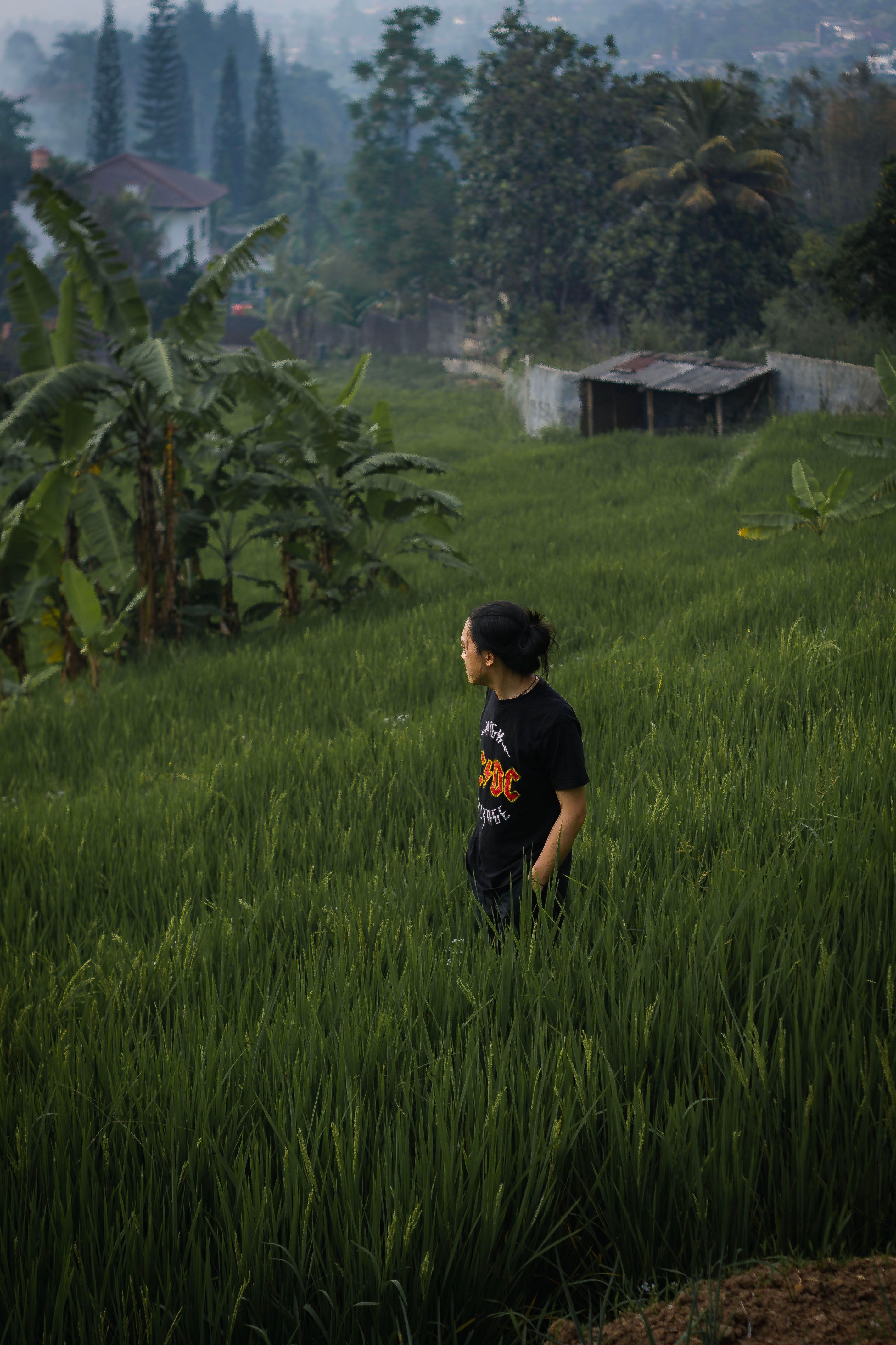 A person standing in a field of rice · Free Stock Photo