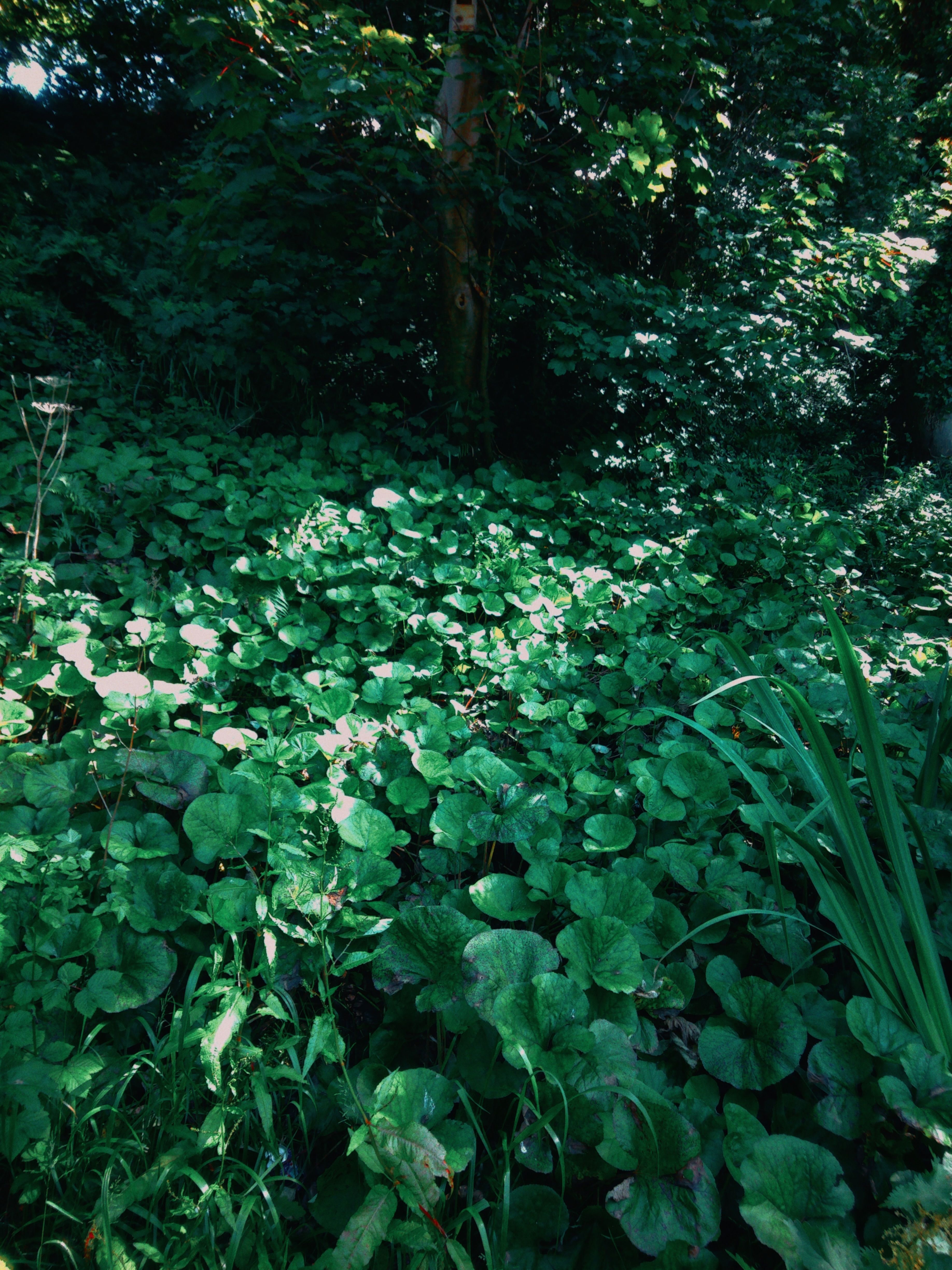 Close-up of Green Leaves Covering the Ground in a Shady Place · Free ...