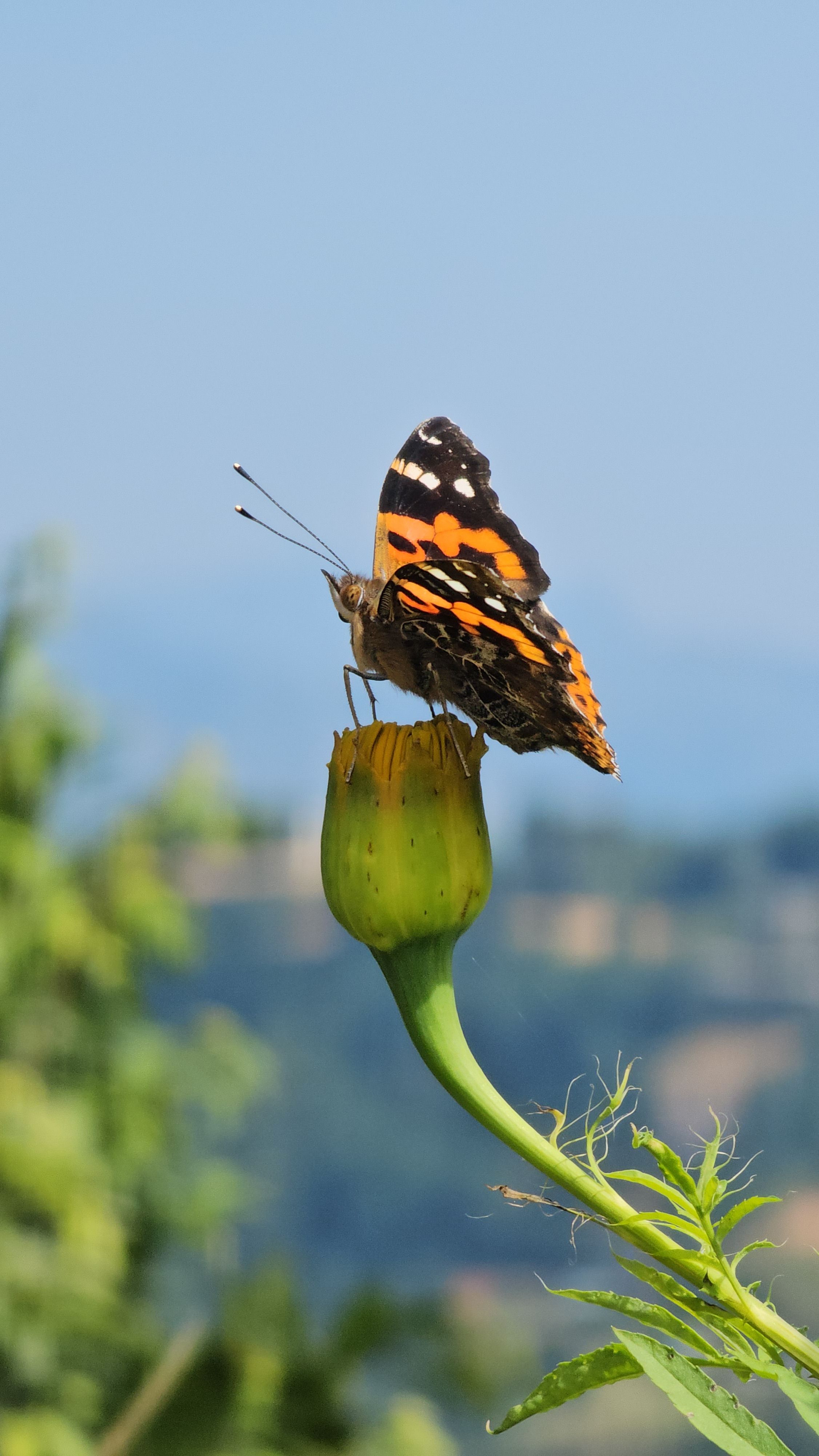 Close-up of an Indian Red Admiral Butterfly · Free Stock Photo
