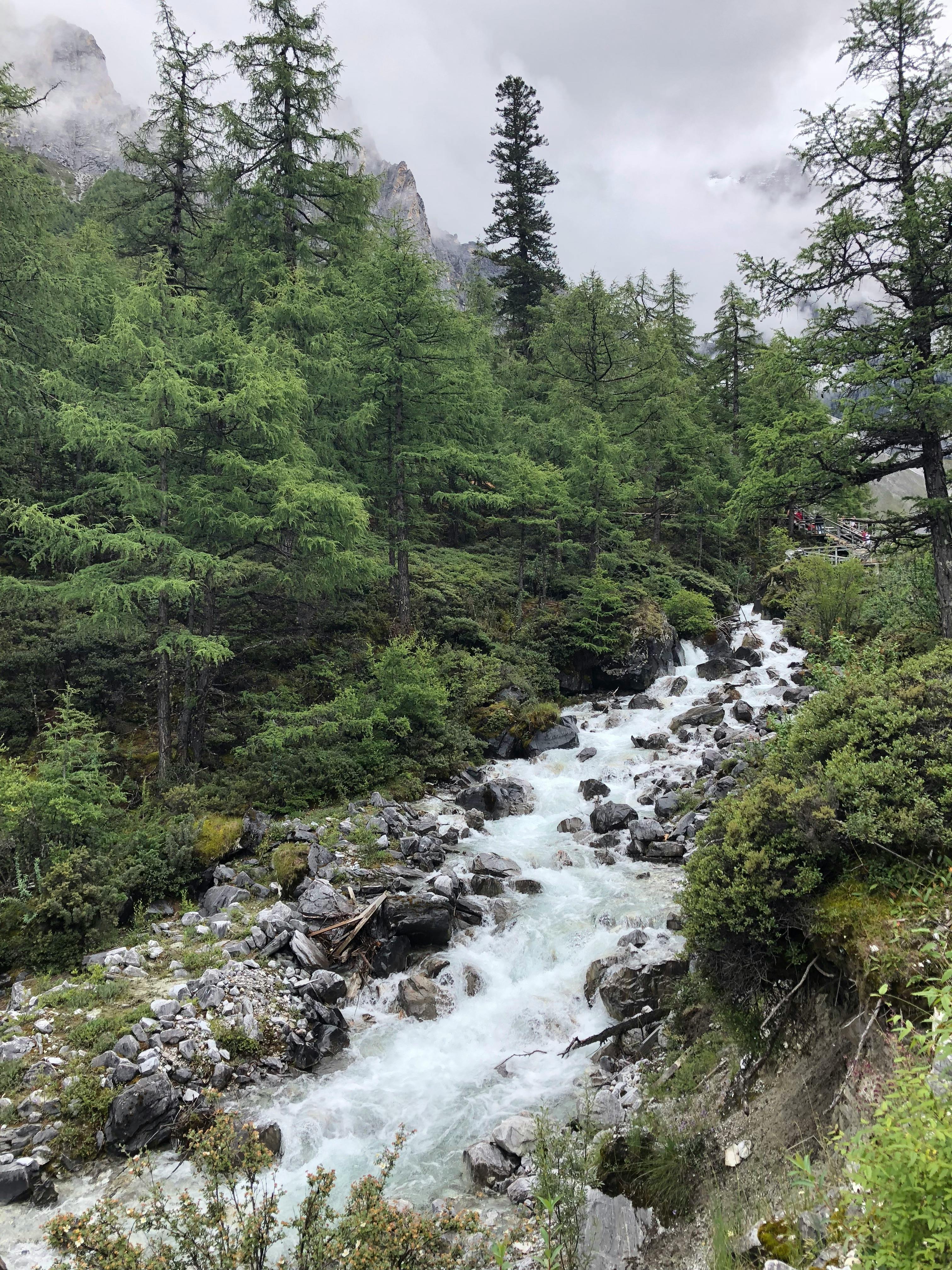 Scenic Mountain Stream and a Forest · Free Stock Photo