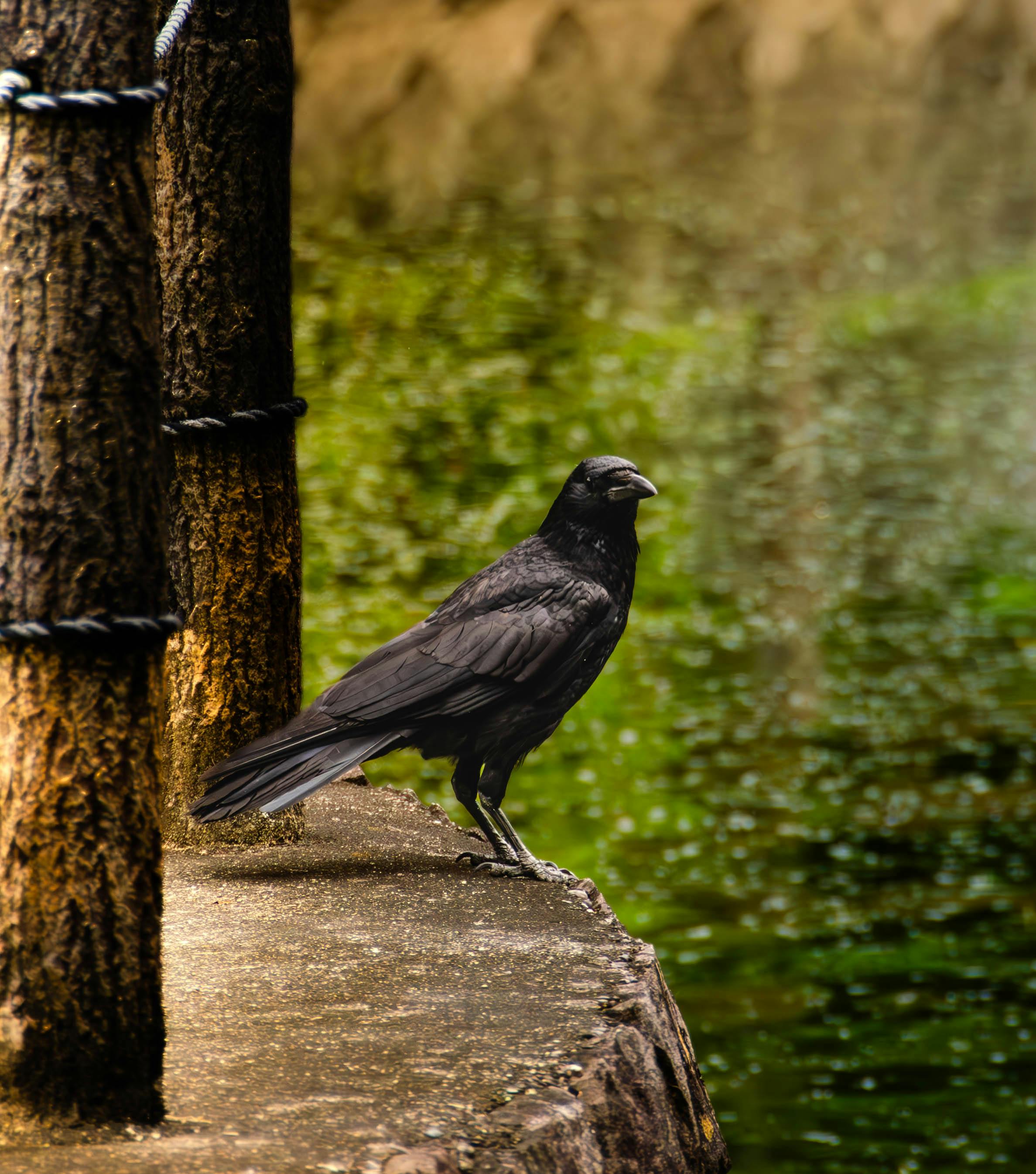 Raven Beeld Photos, Download The BEST Free Raven Beeld Stock Photos ...