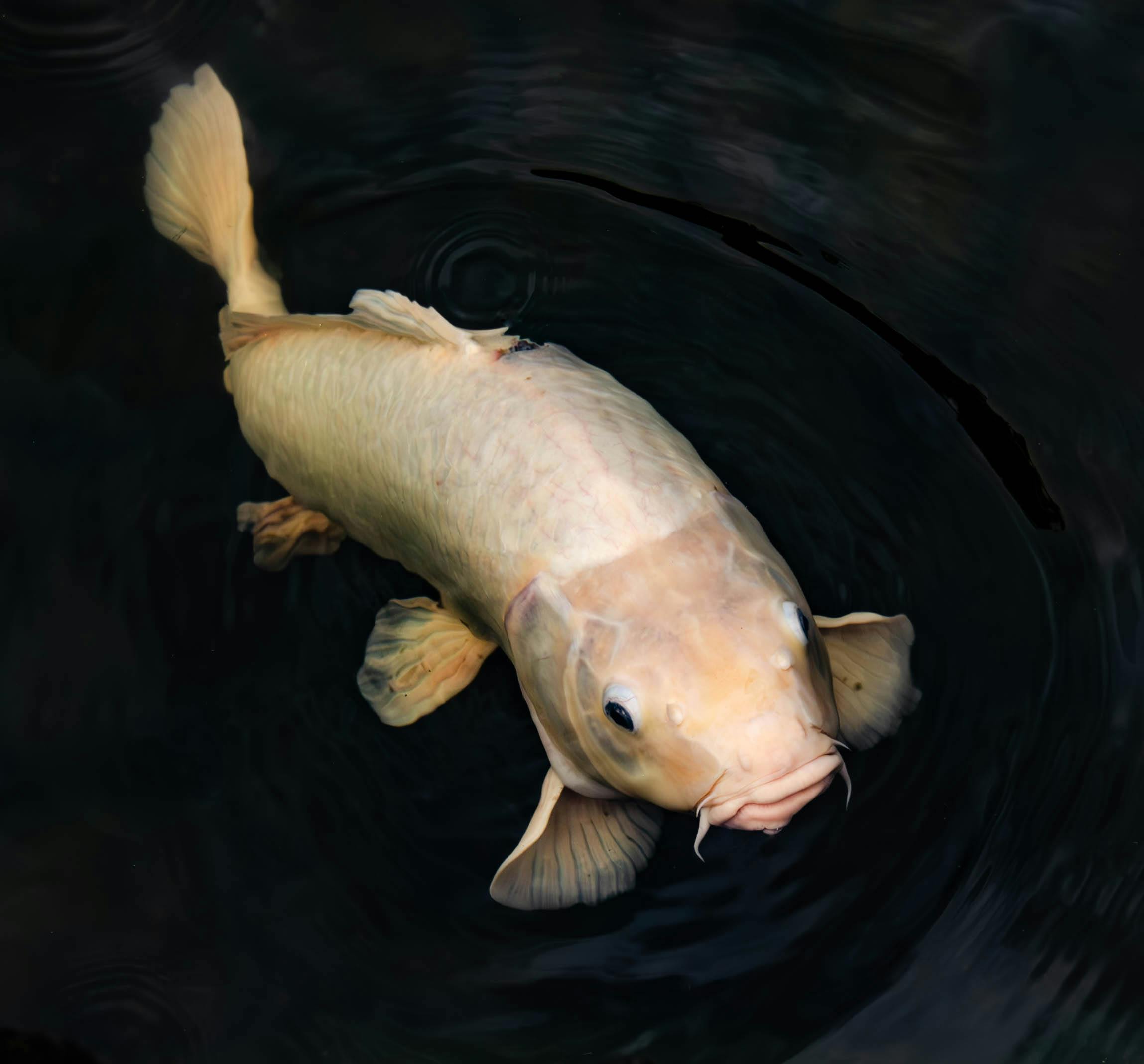 Close-up of a Carp · Free Stock Photo
