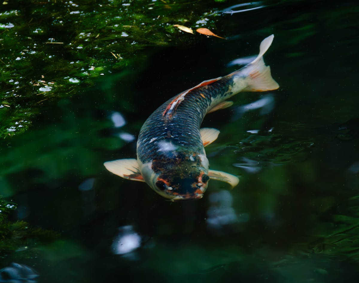 Carp Photos, Download The BEST Free Carp Stock Photos & HD Images
