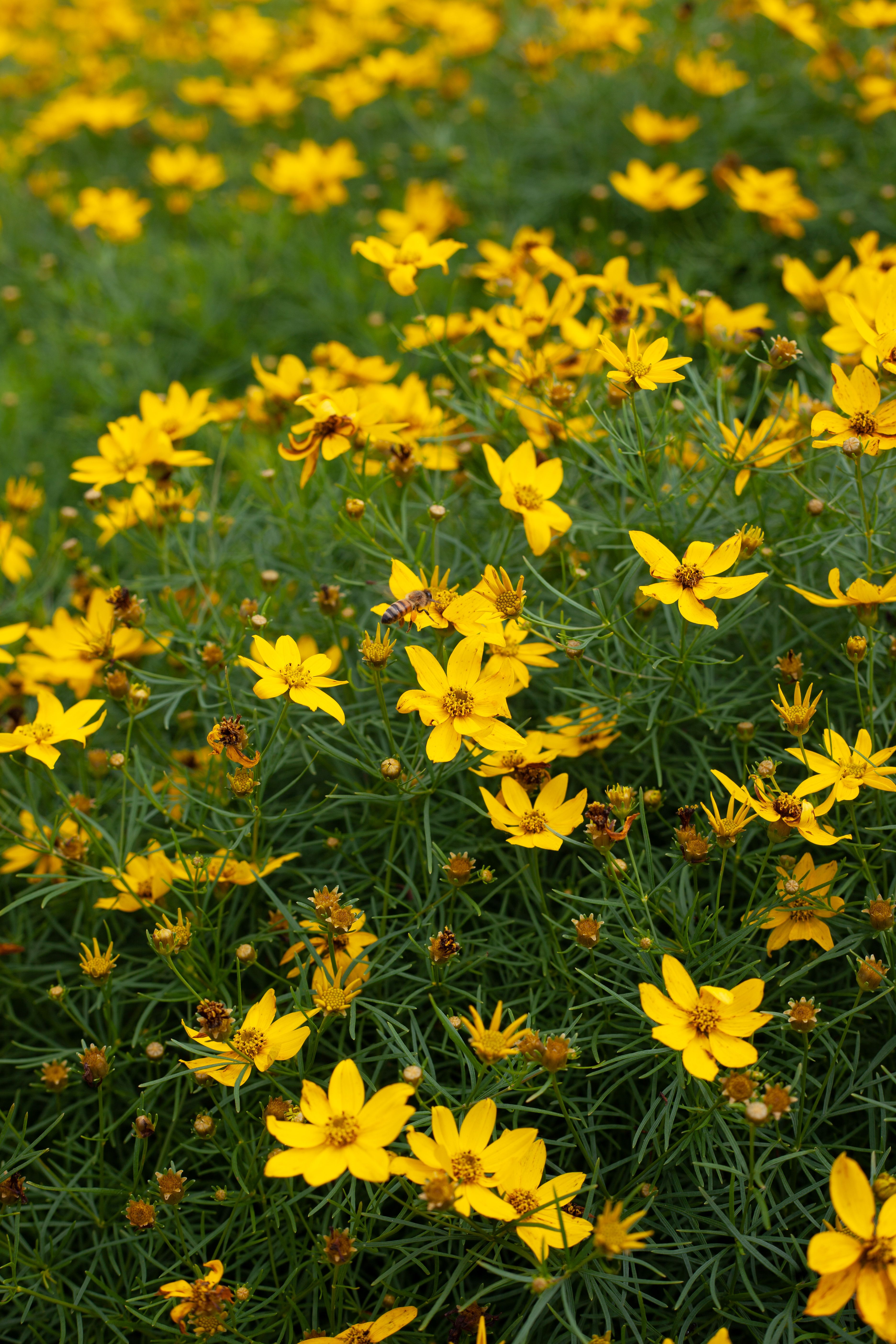 Photo of Burr Marigold Flowers · Free Stock Photo