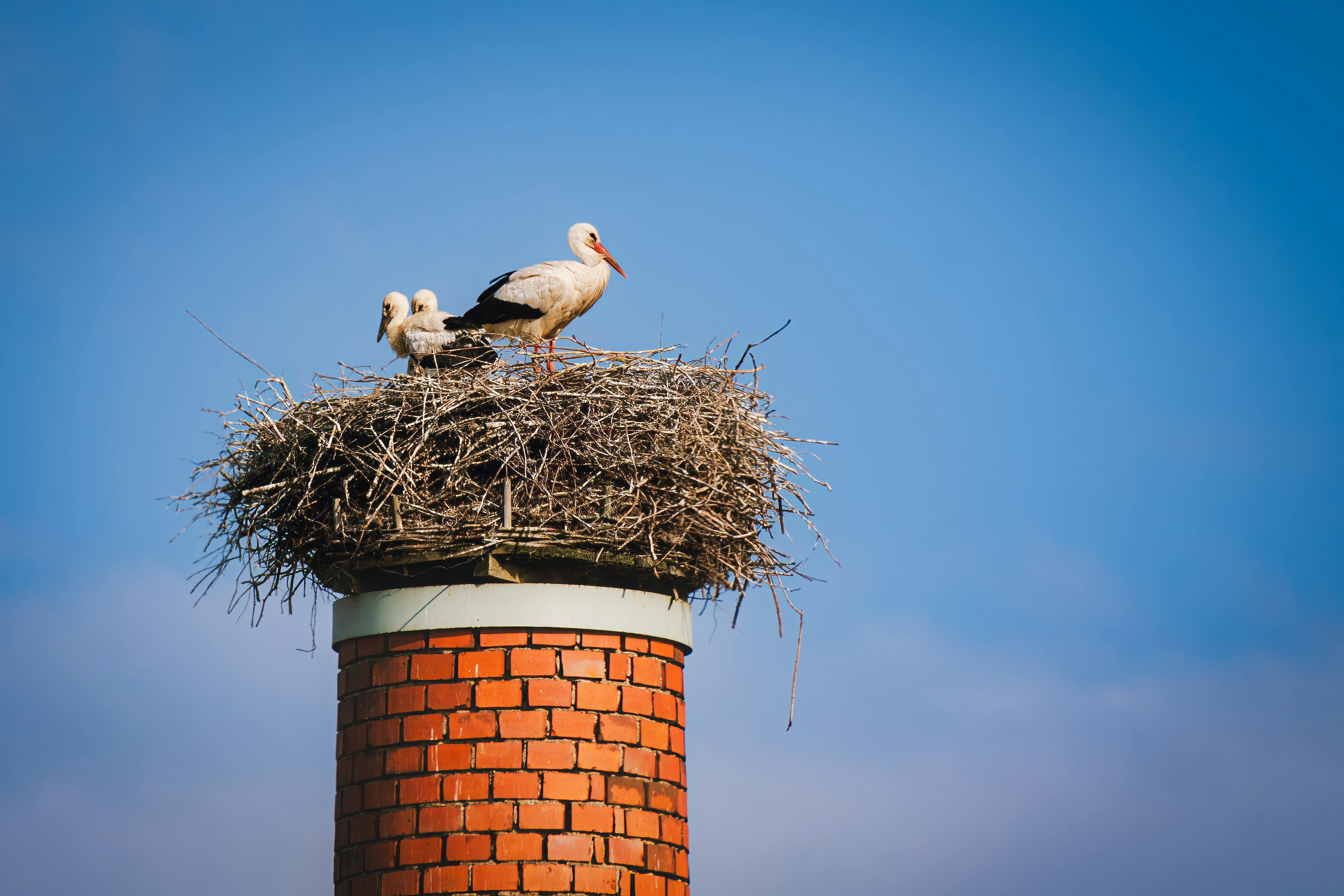 Stork nest with Younglings on Chimney · Free Stock Photo