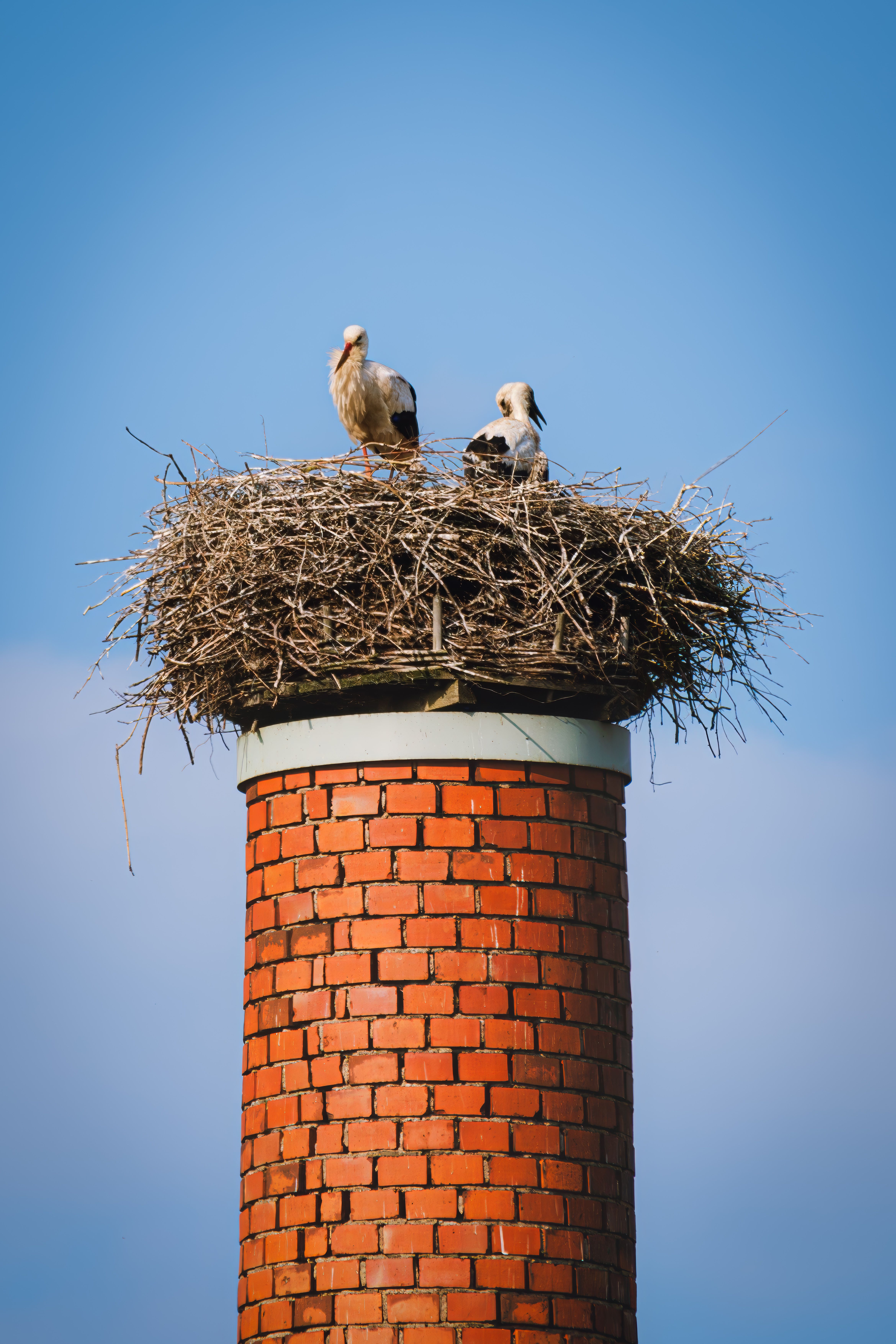 Brood Rearing Photos, Download The BEST Free Brood Rearing Stock Photos ...