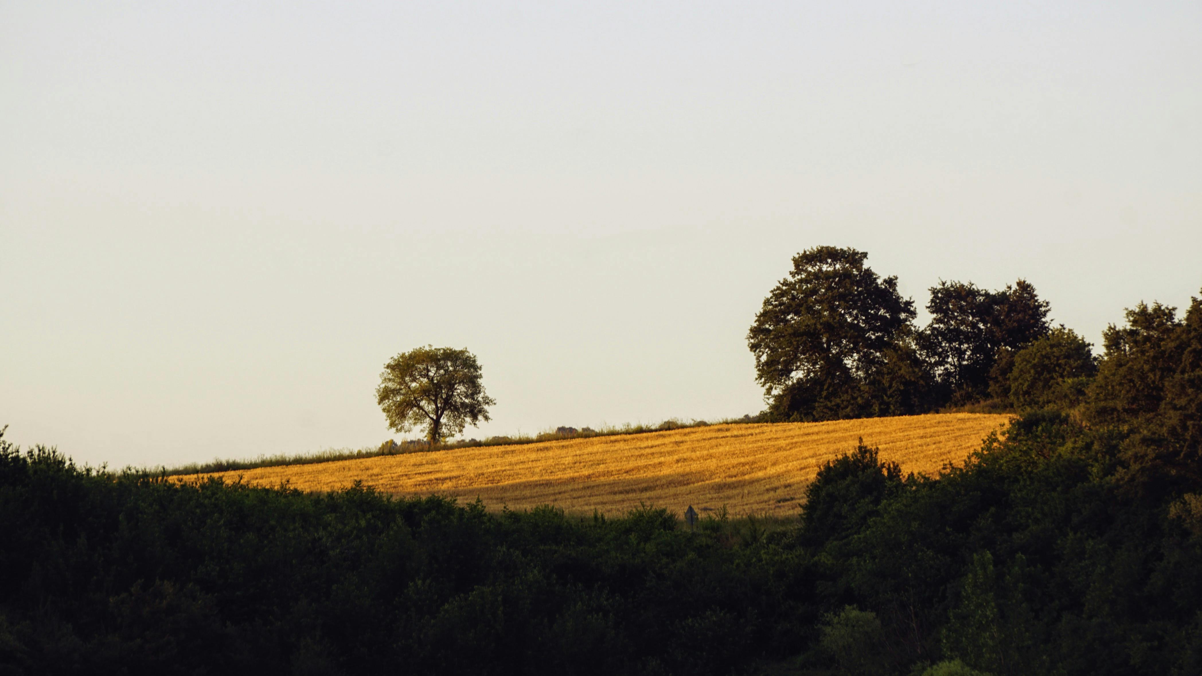 Cropland Field with Trees on Evening · Free Stock Photo