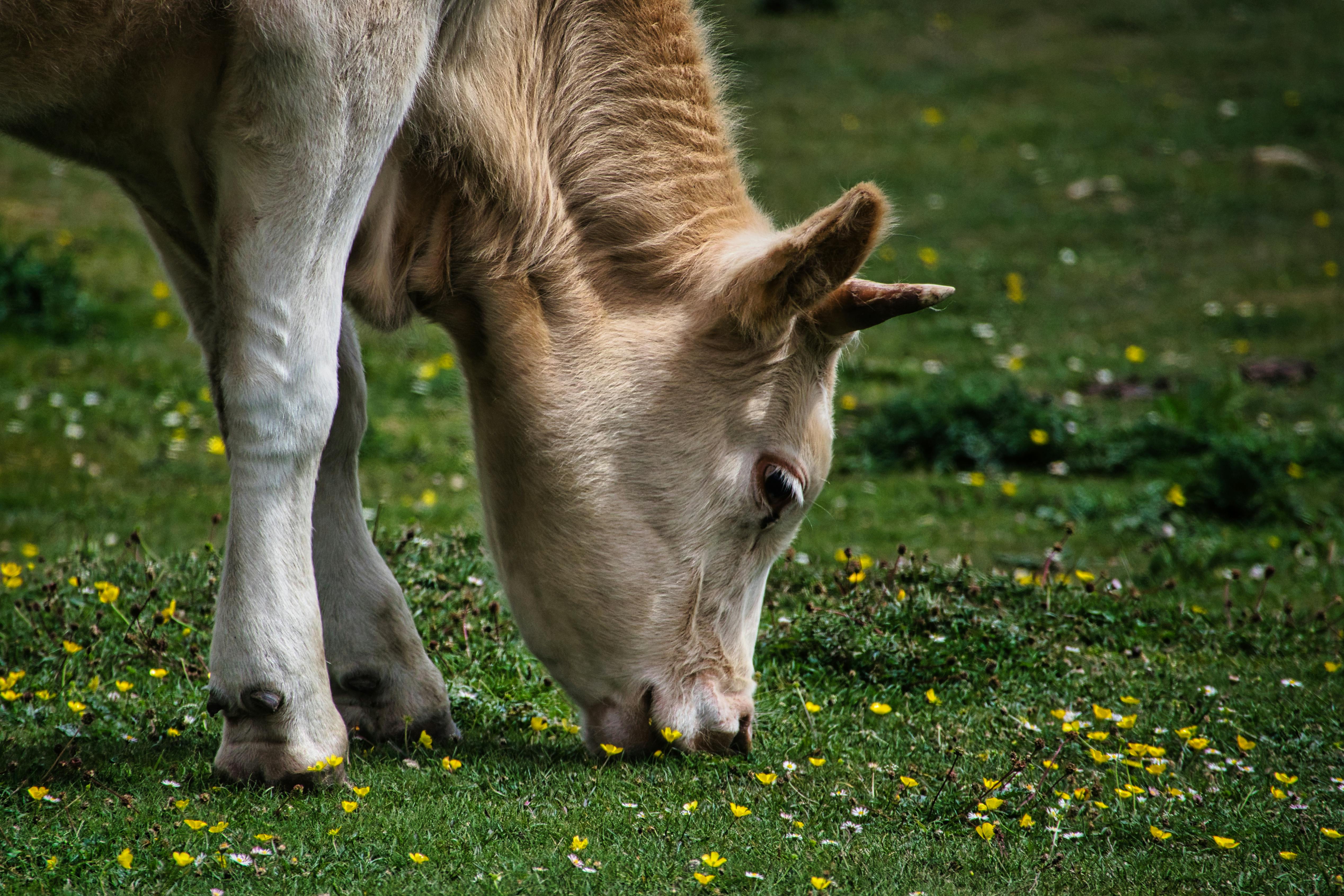 Cow Yonlu Photos, Download The BEST Free Cow Yonlu Stock Photos & HD Images