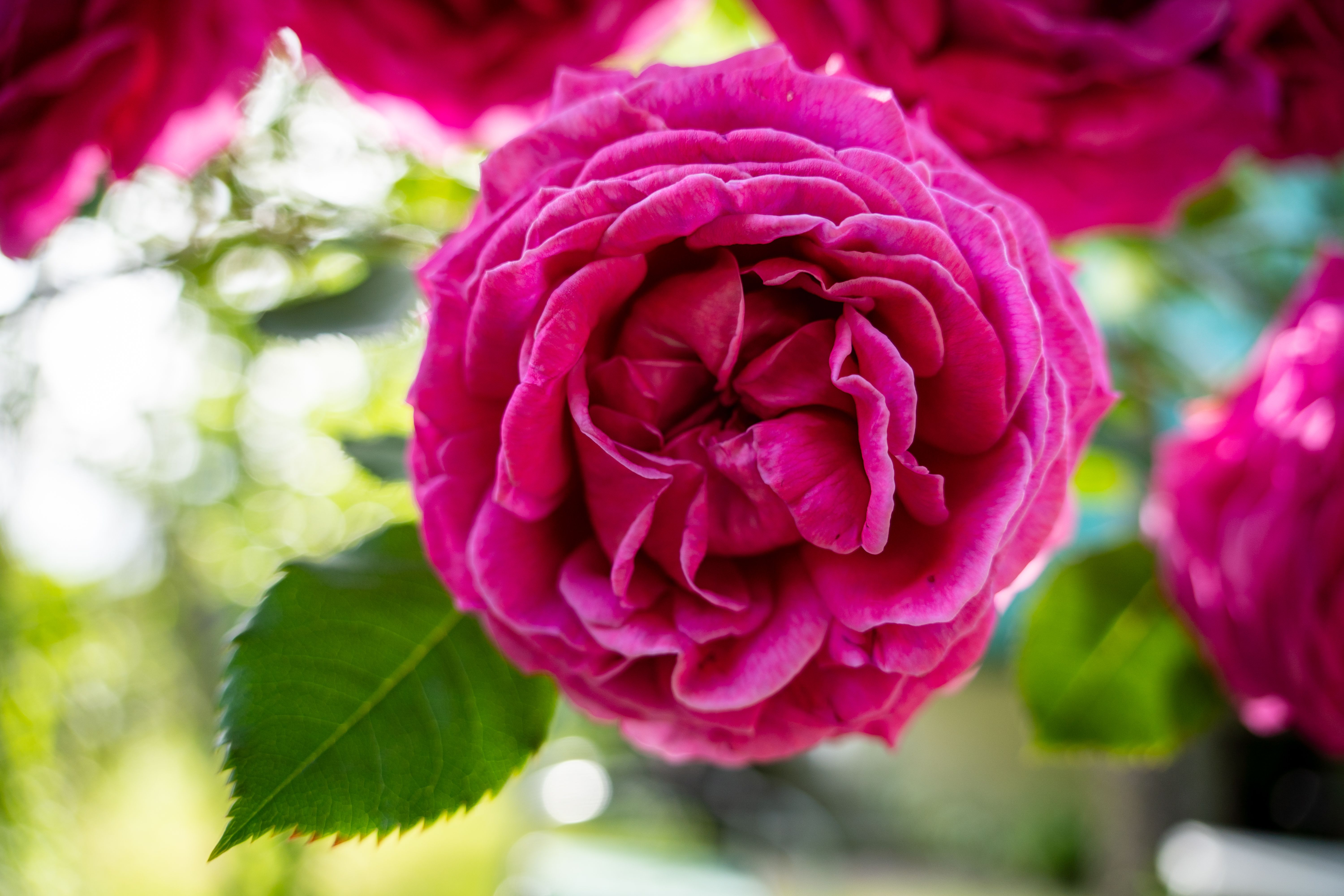 Blooming Pink Rose · Free Stock Photo