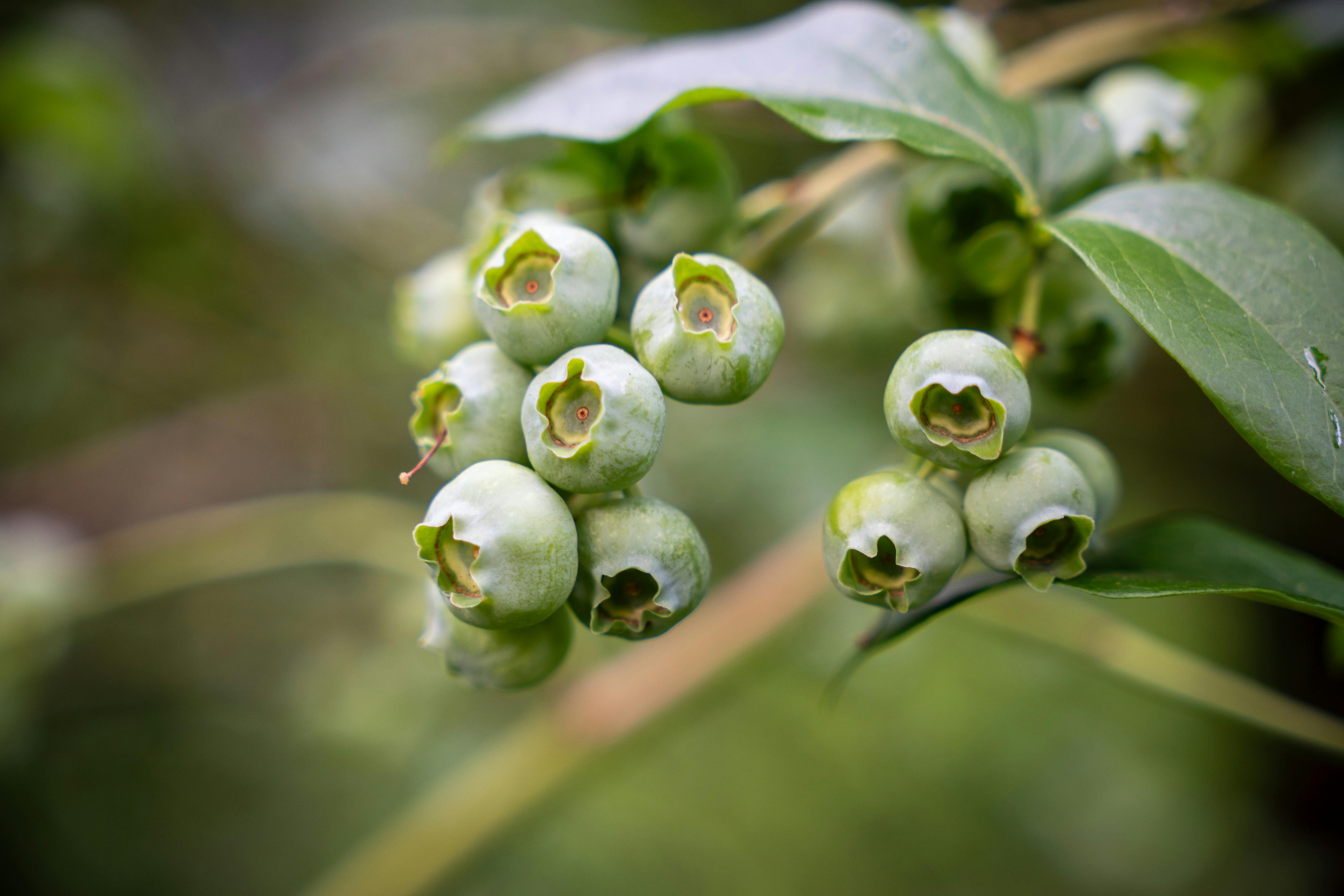 Growing Unripe Blueberries · Free Stock Photo
