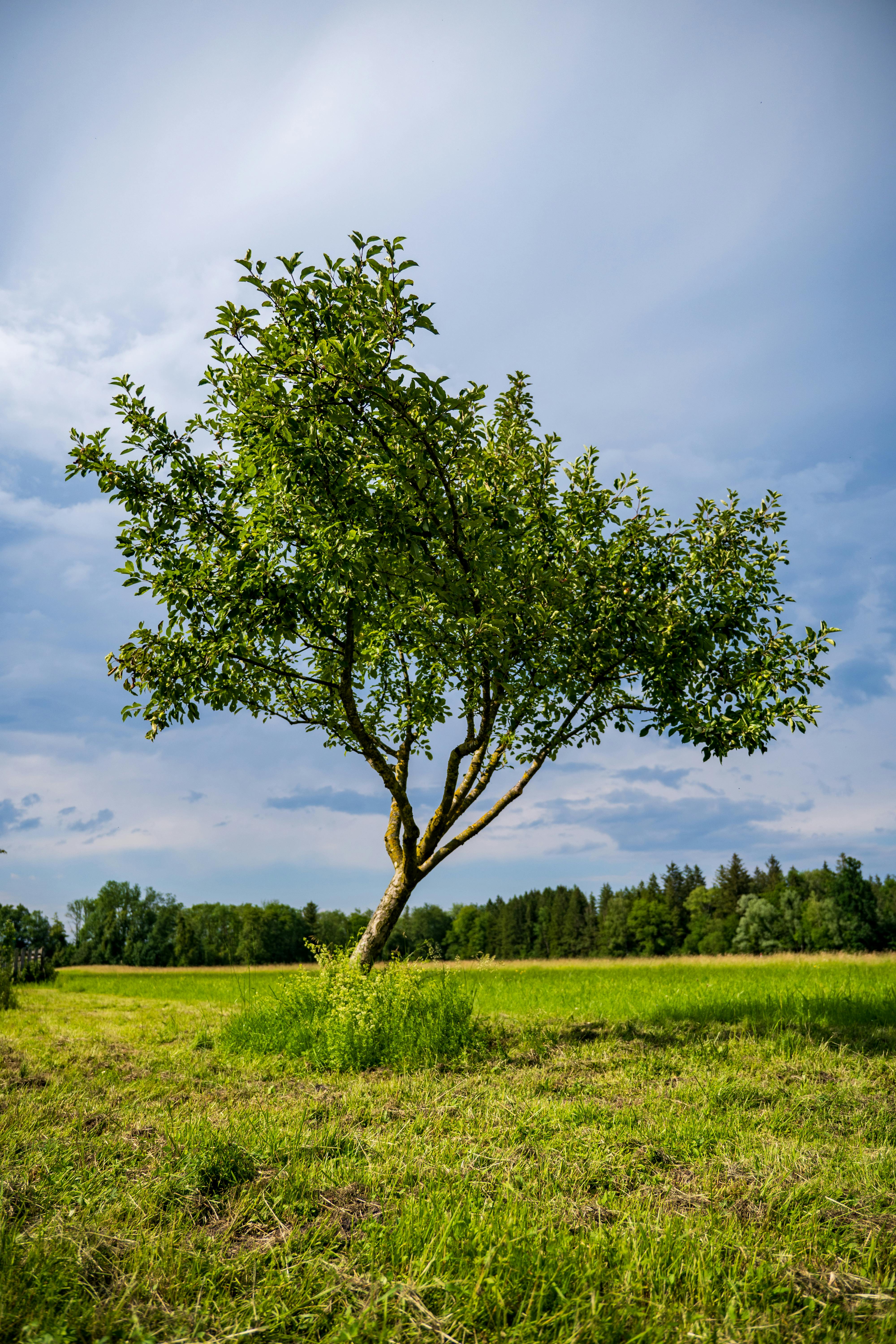 Forest Tree Landscape Photos, Download The BEST Free Forest Tree ...