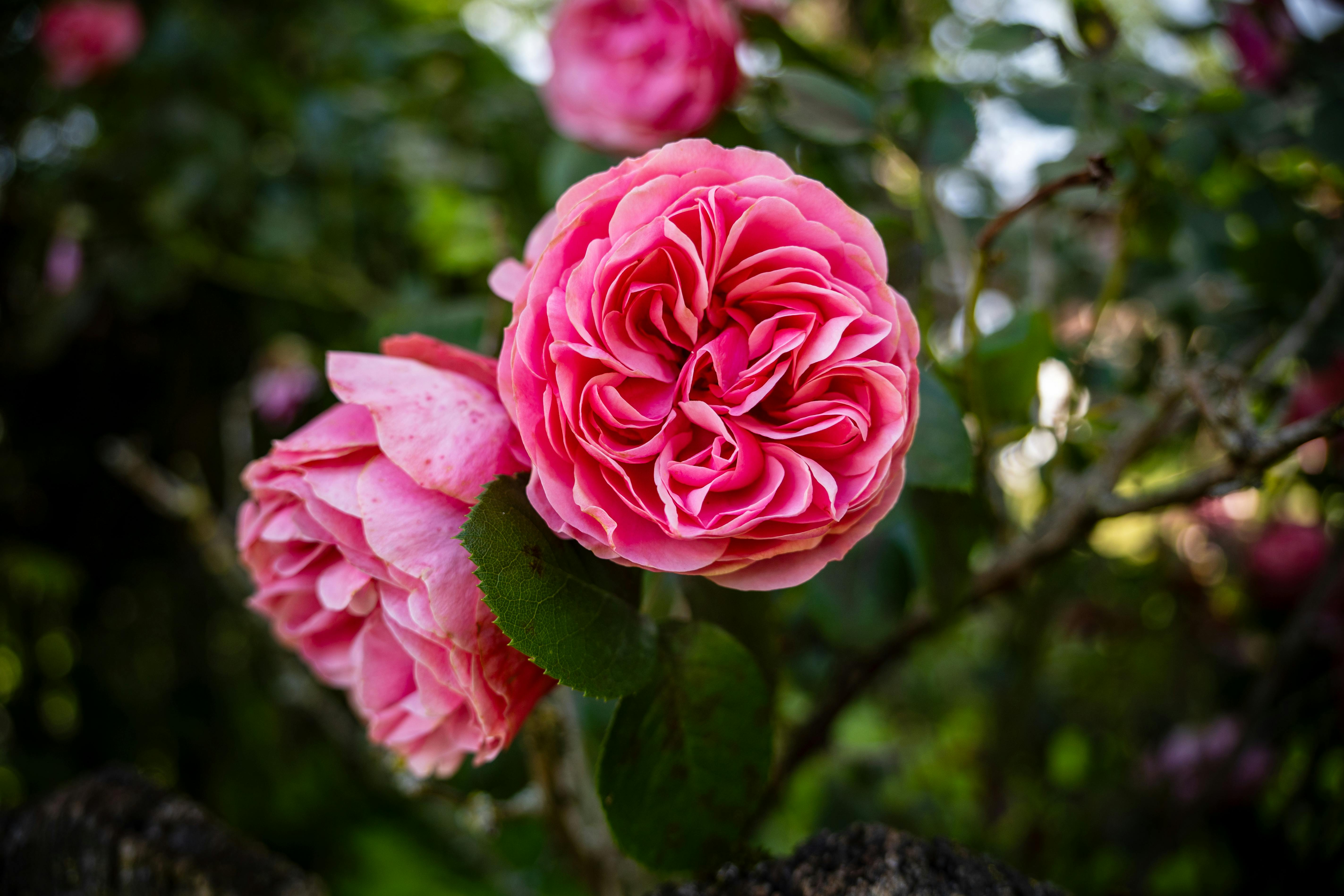 Rosebush Up Close · Free Stock Photo