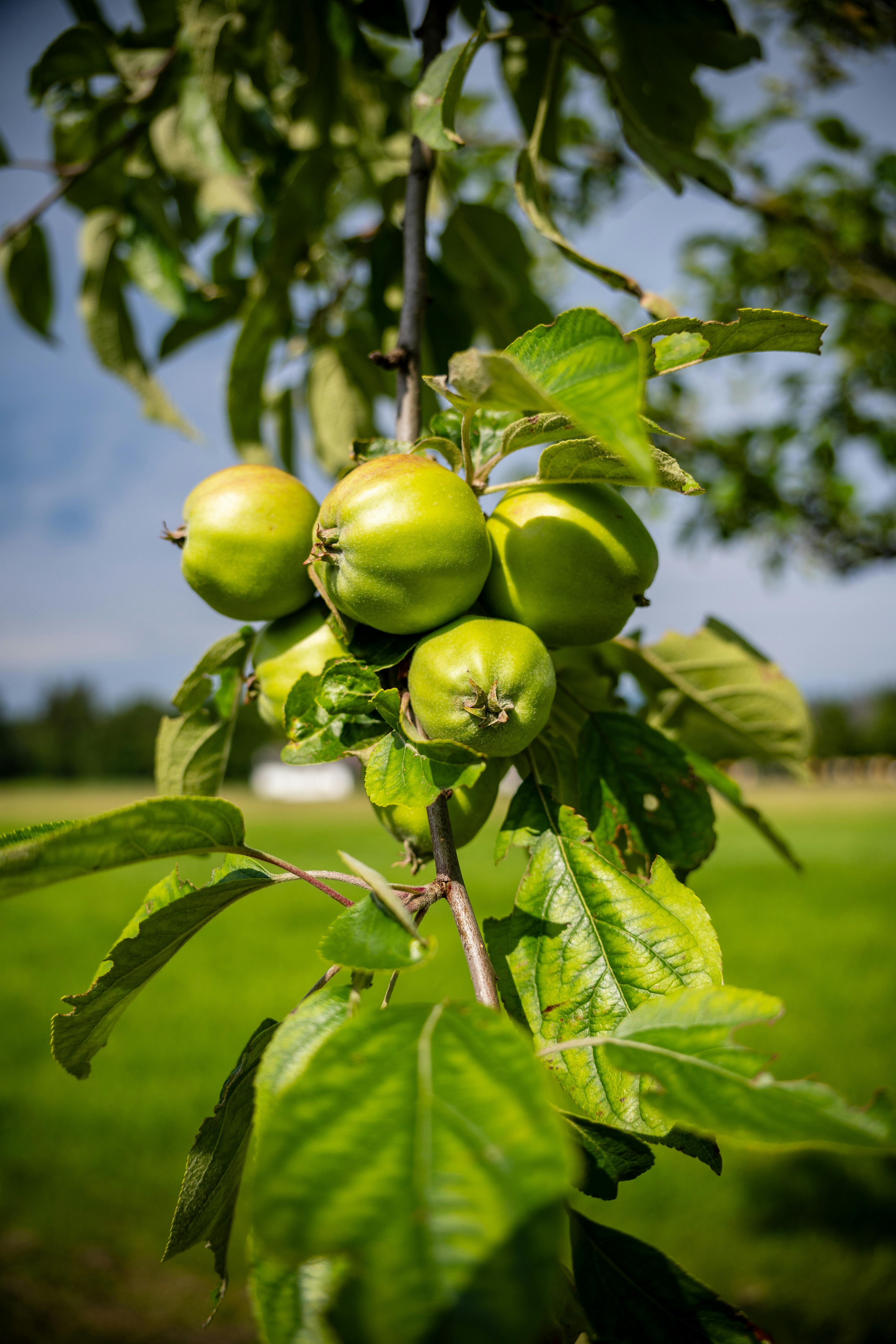 Close-up Photography of Apple Tree · Free Stock Photo