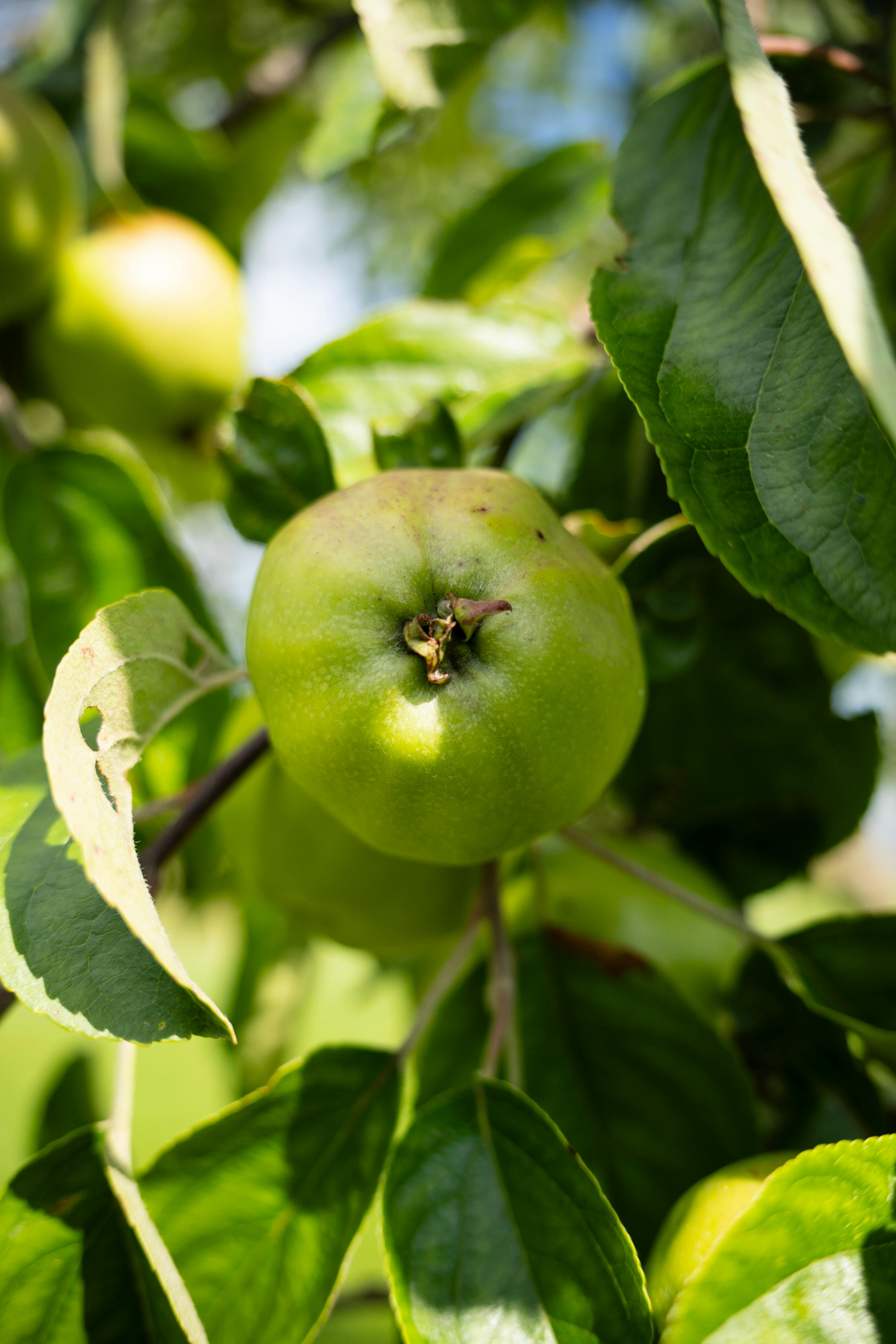 Green Apple Fruit · Free Stock Photo