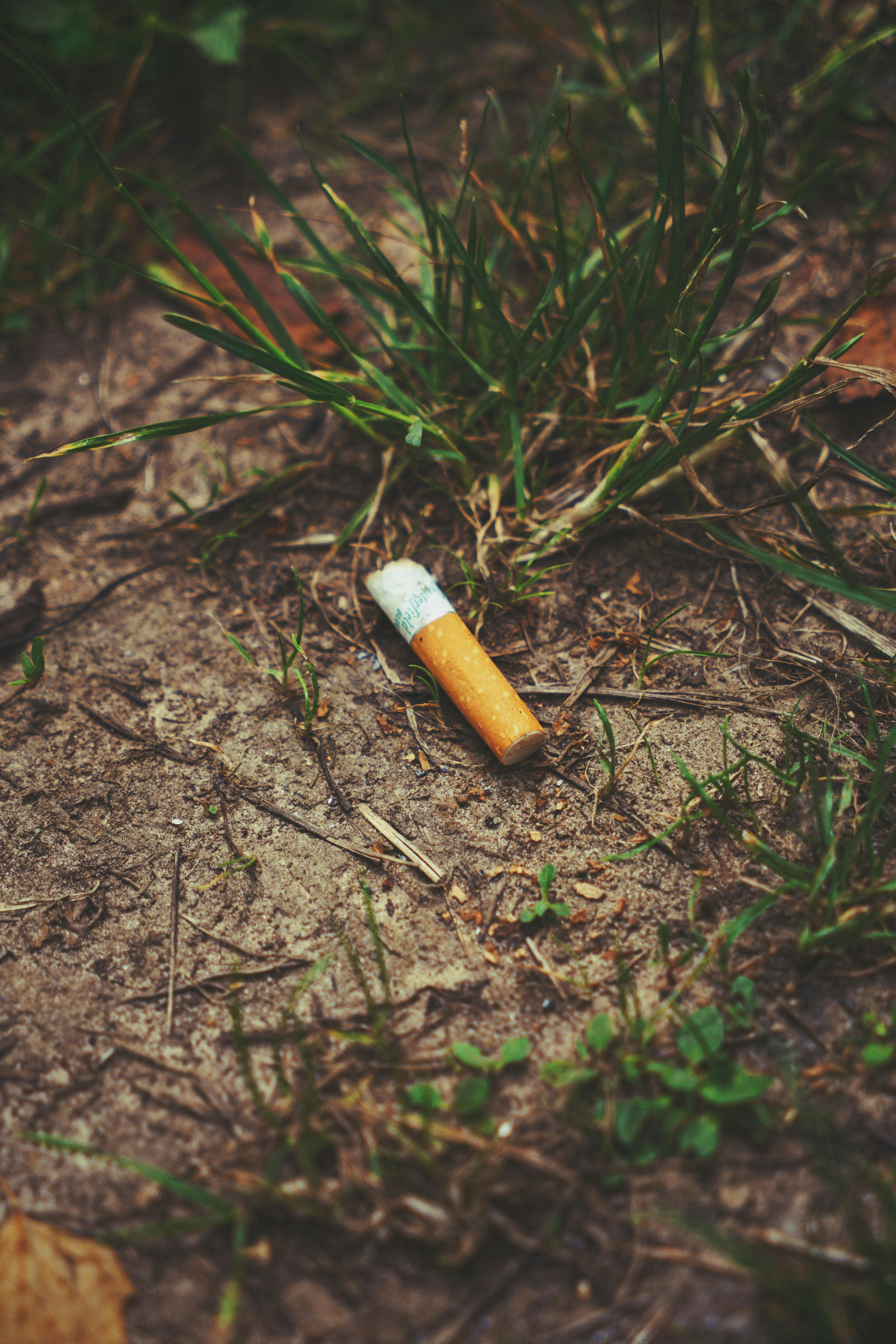Cigarette in a Forest · Free Stock Photo