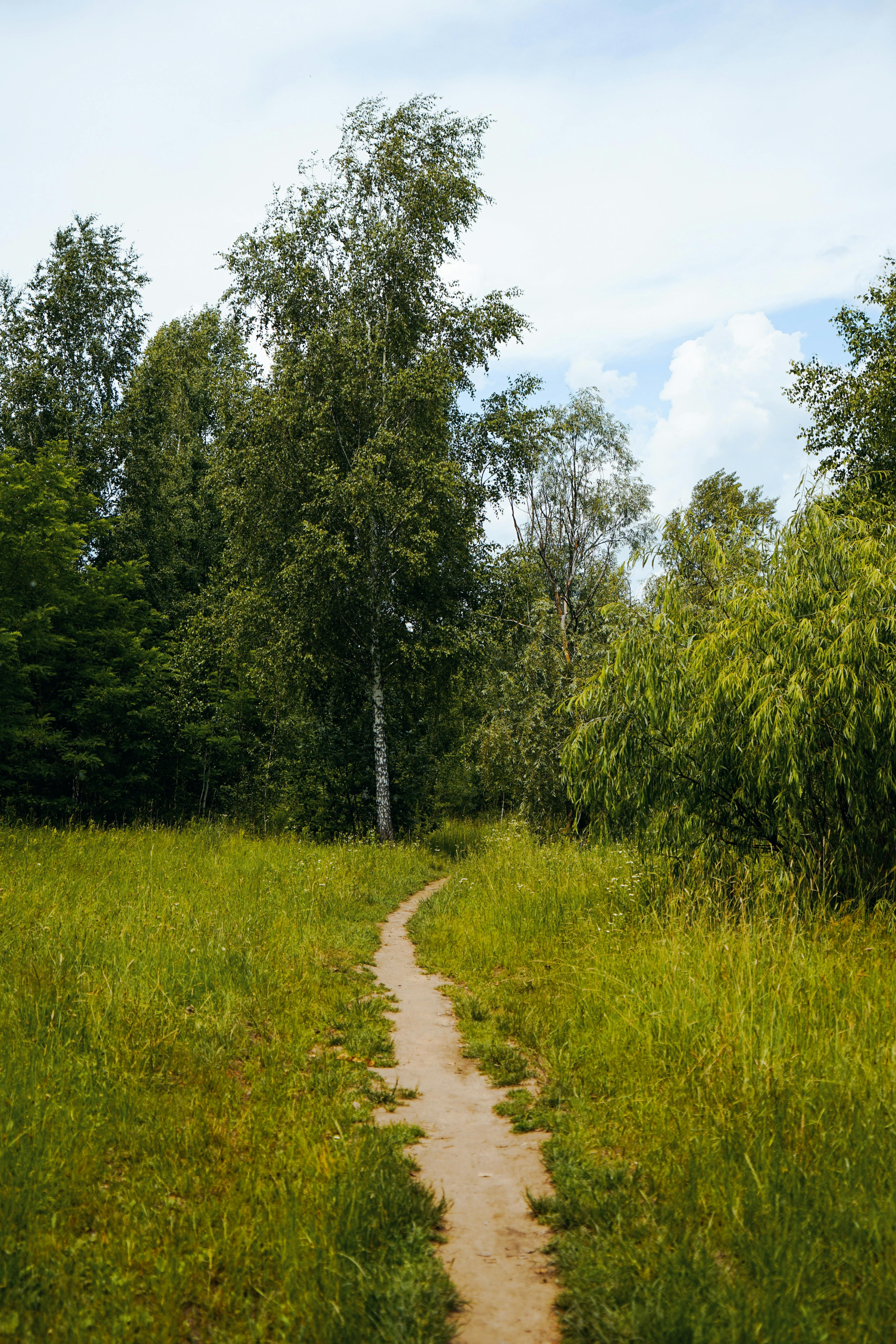 Path Among Trees · Free Stock Photo