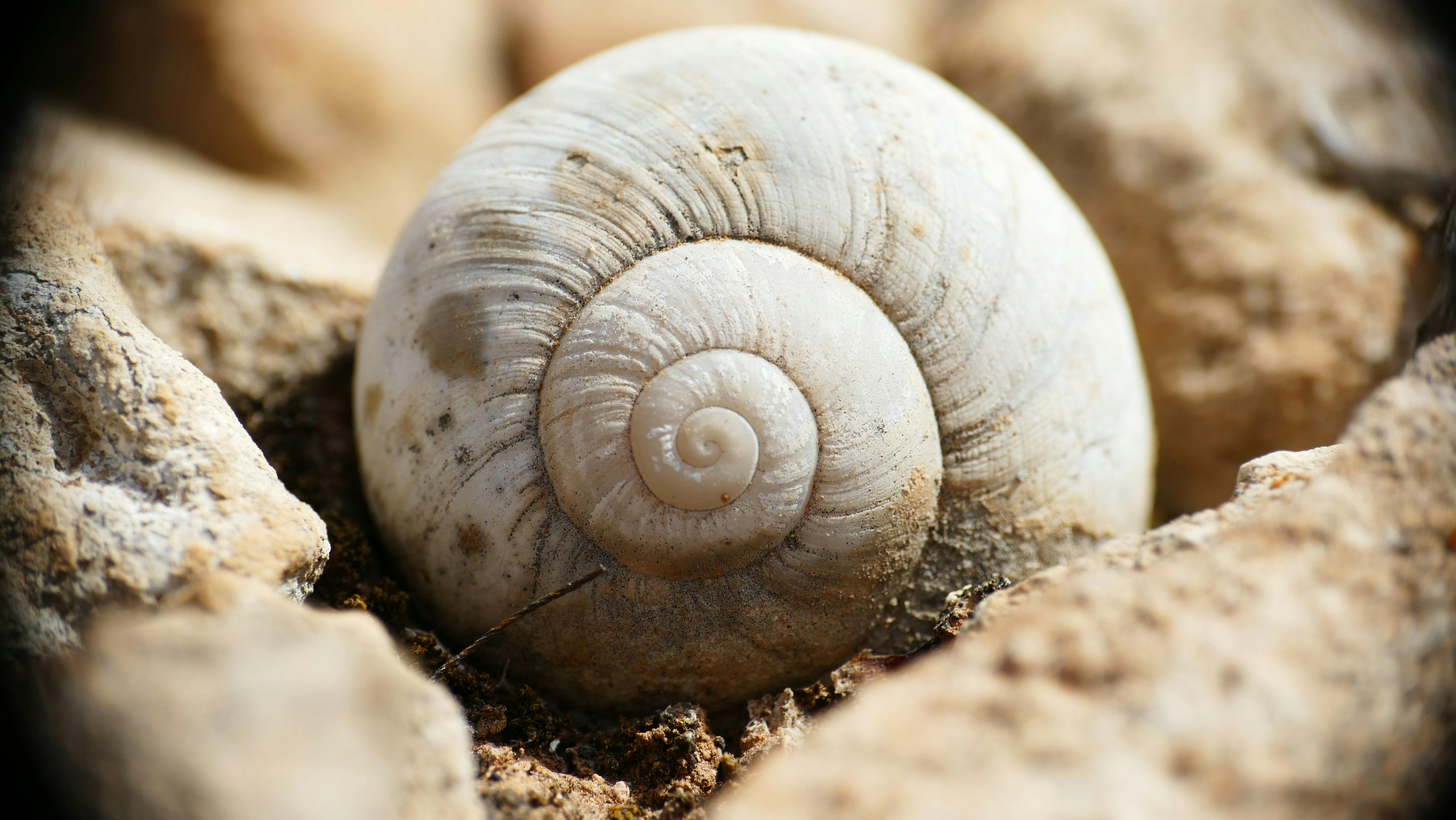 Closeup of Dry Snail Shell · Free Stock Photo