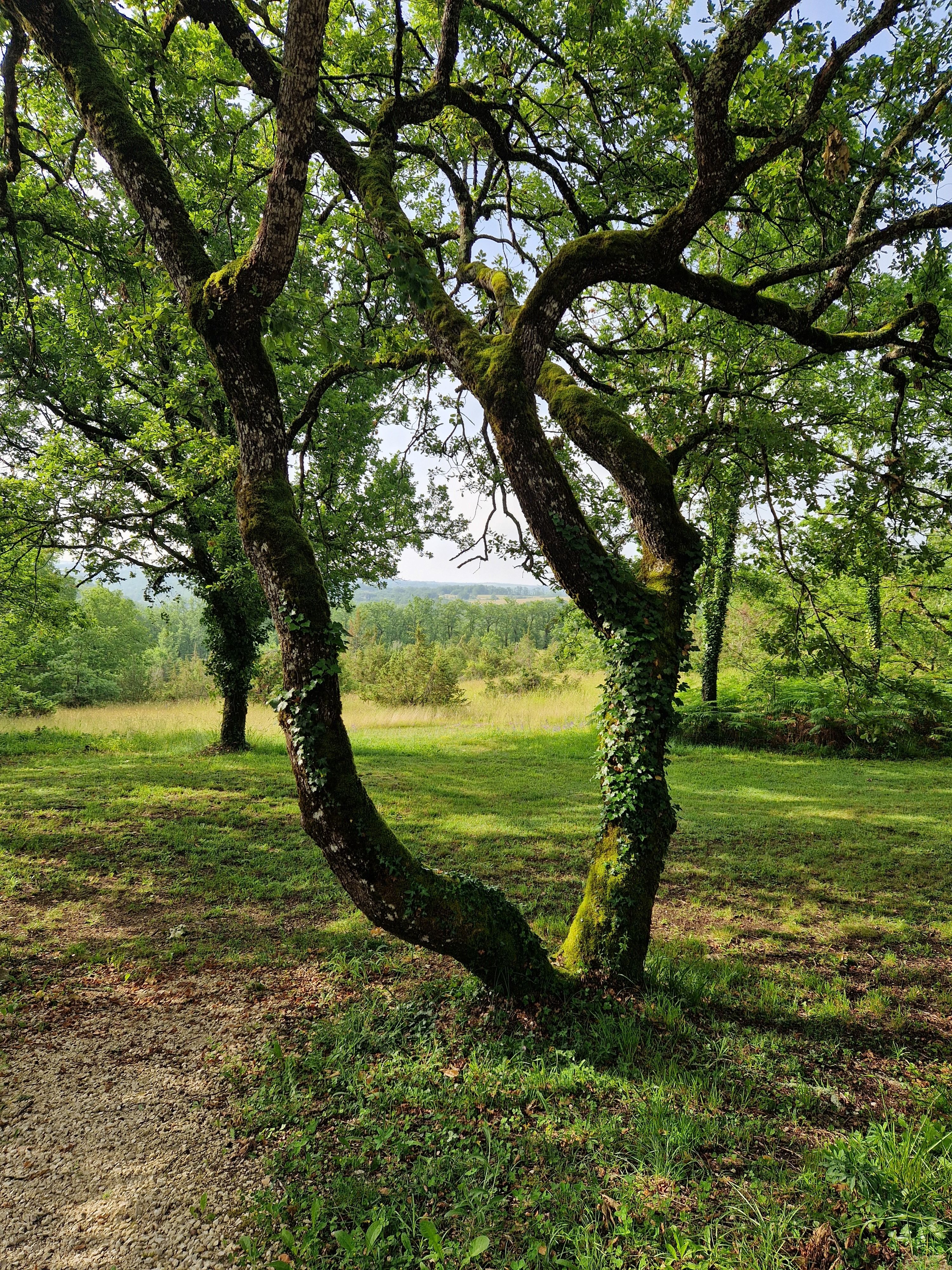 Twisted Tree with Ivy in Countryside · Free Stock Photo