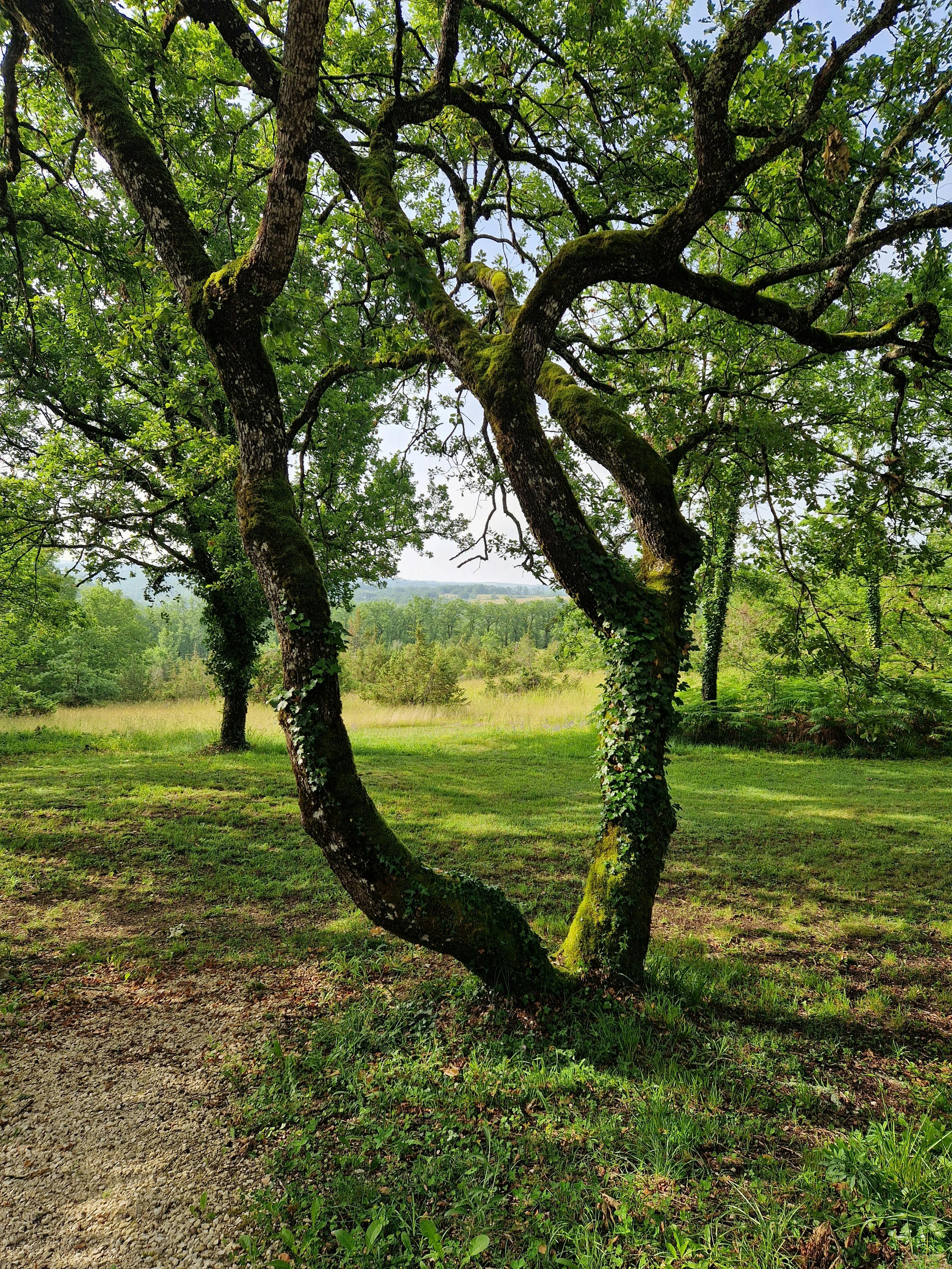 Twisted Tree with Ivy in Countryside · Free Stock Photo