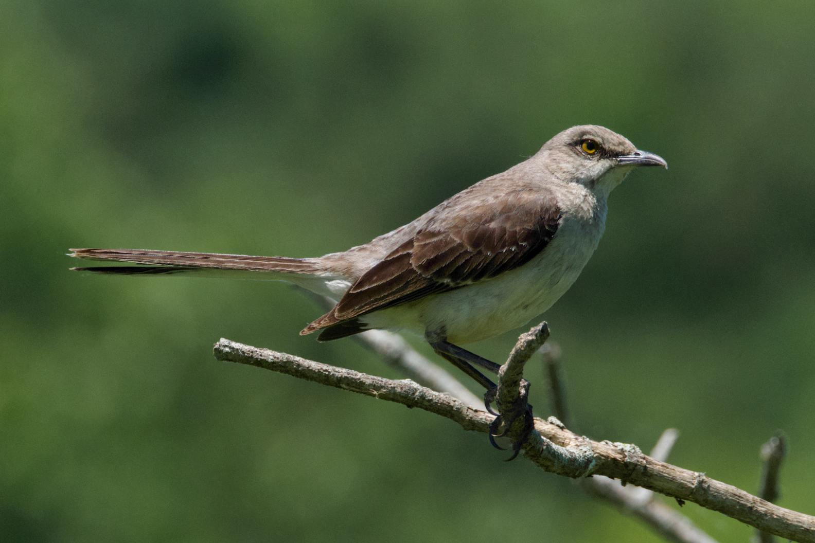 Texas Northern Mockingbird: Habitat, Diet, and Unique Traits
