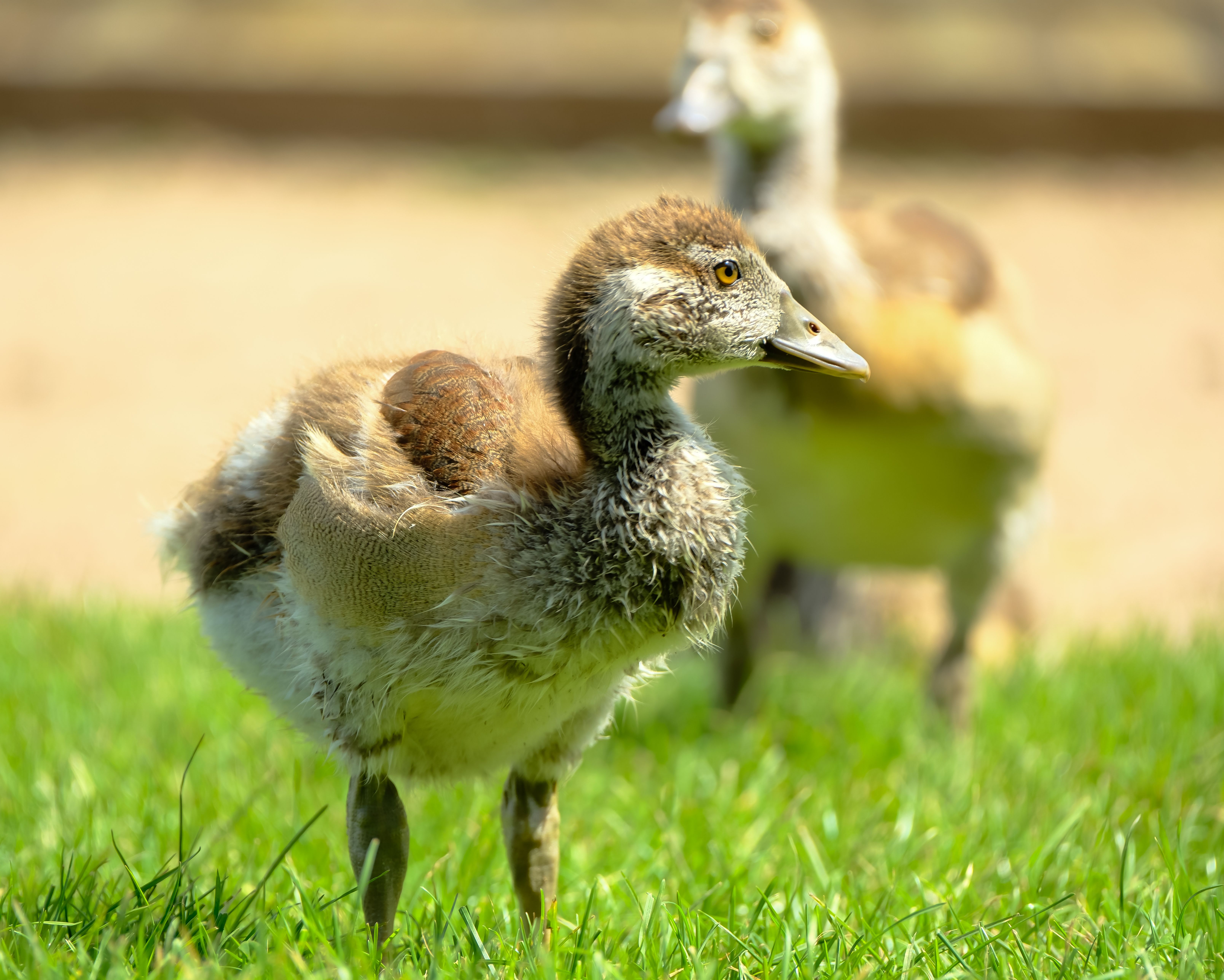 Closeup of Small Young Goose · Free Stock Photo