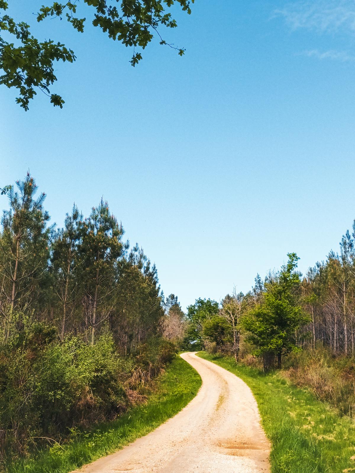 Path In Forest Photos, Download The BEST Free Path In Forest Stock ...