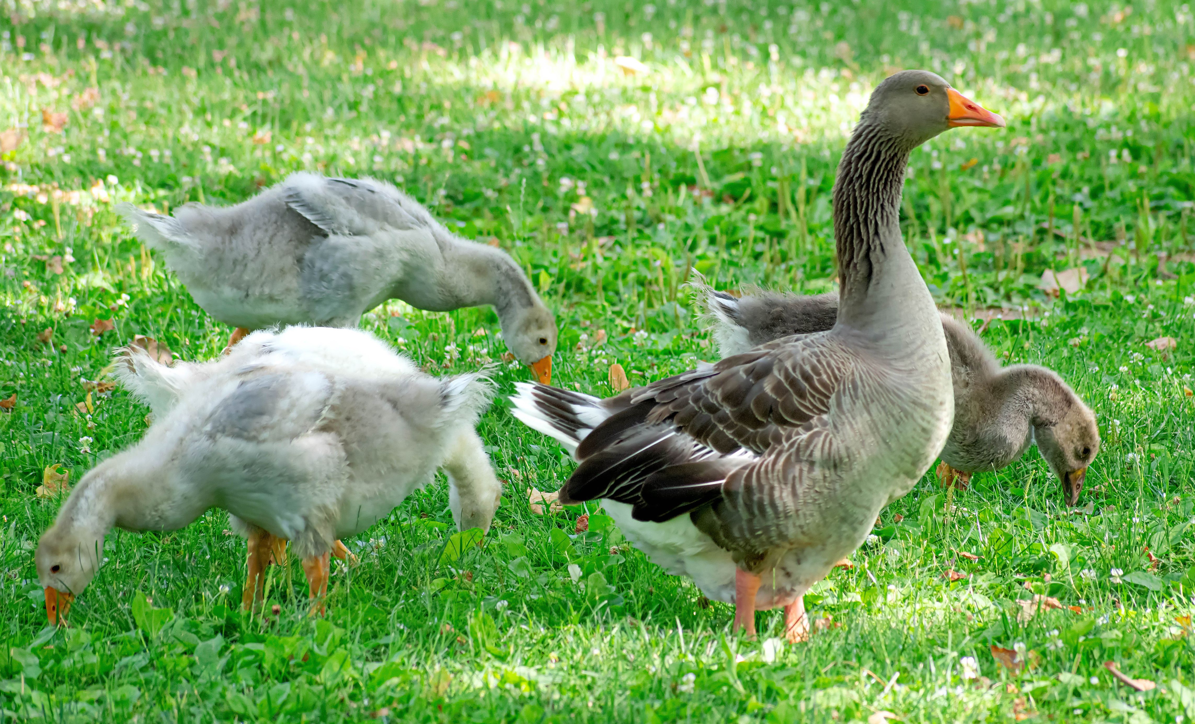 Geese Walking on the Grass · Free Stock Photo