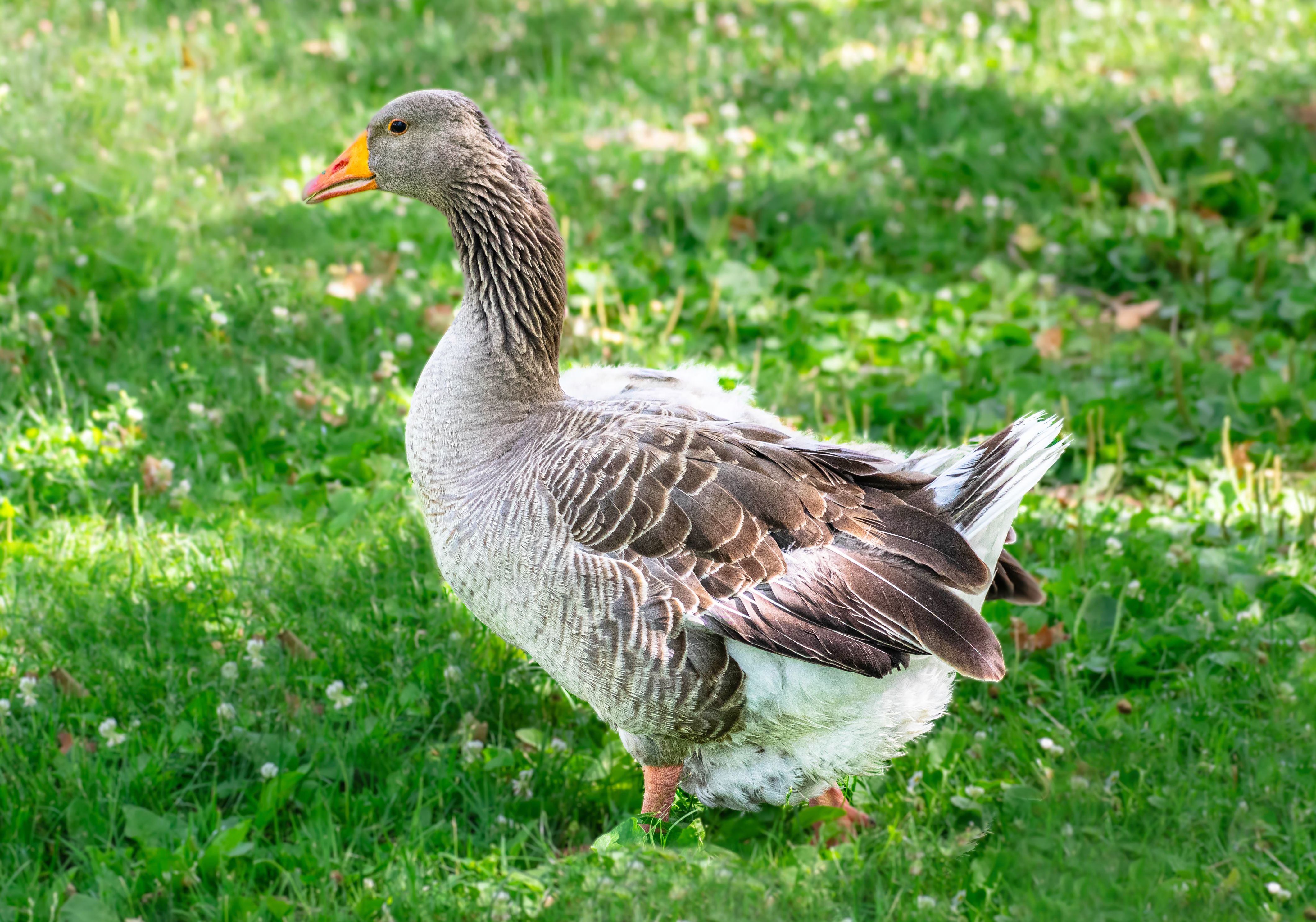 Photo of White Goose · Free Stock Photo