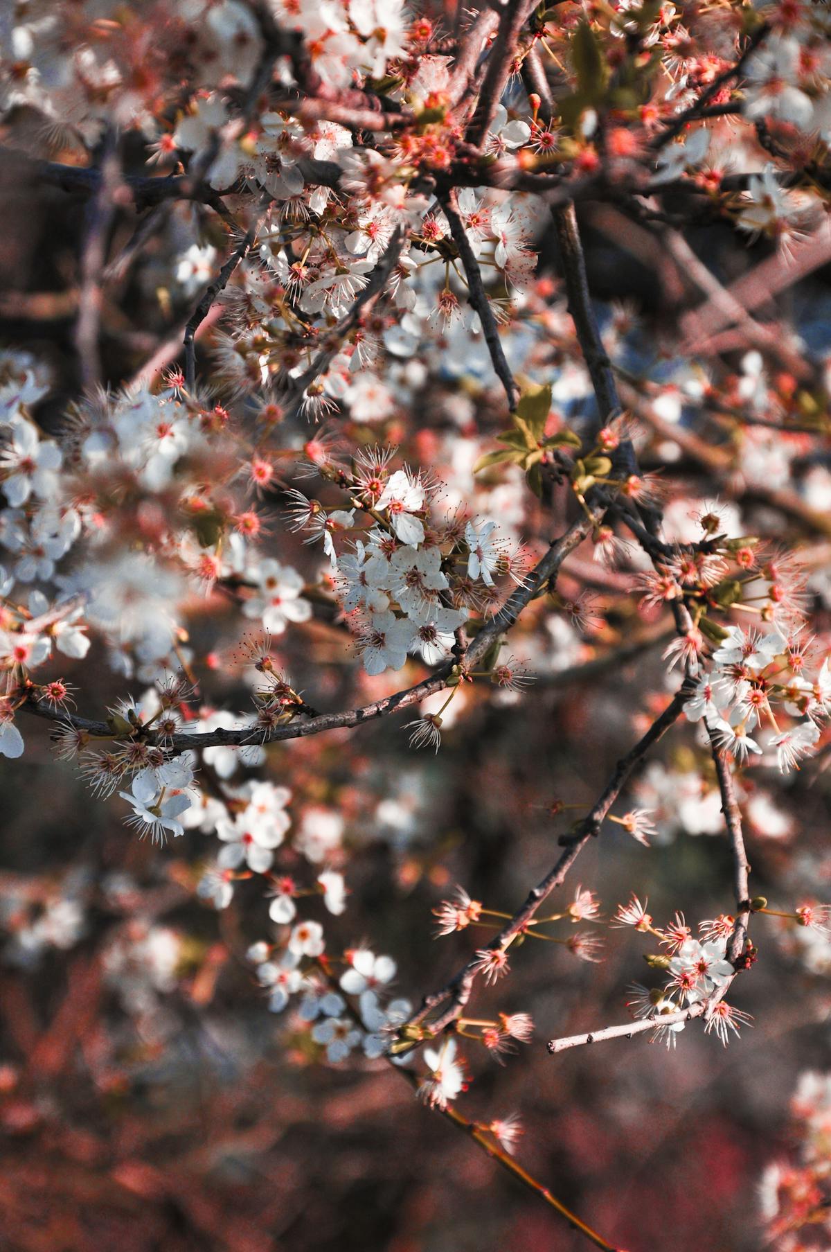 Blossom. Photos, Download The BEST Free Blossom. Stock Photos & HD Images