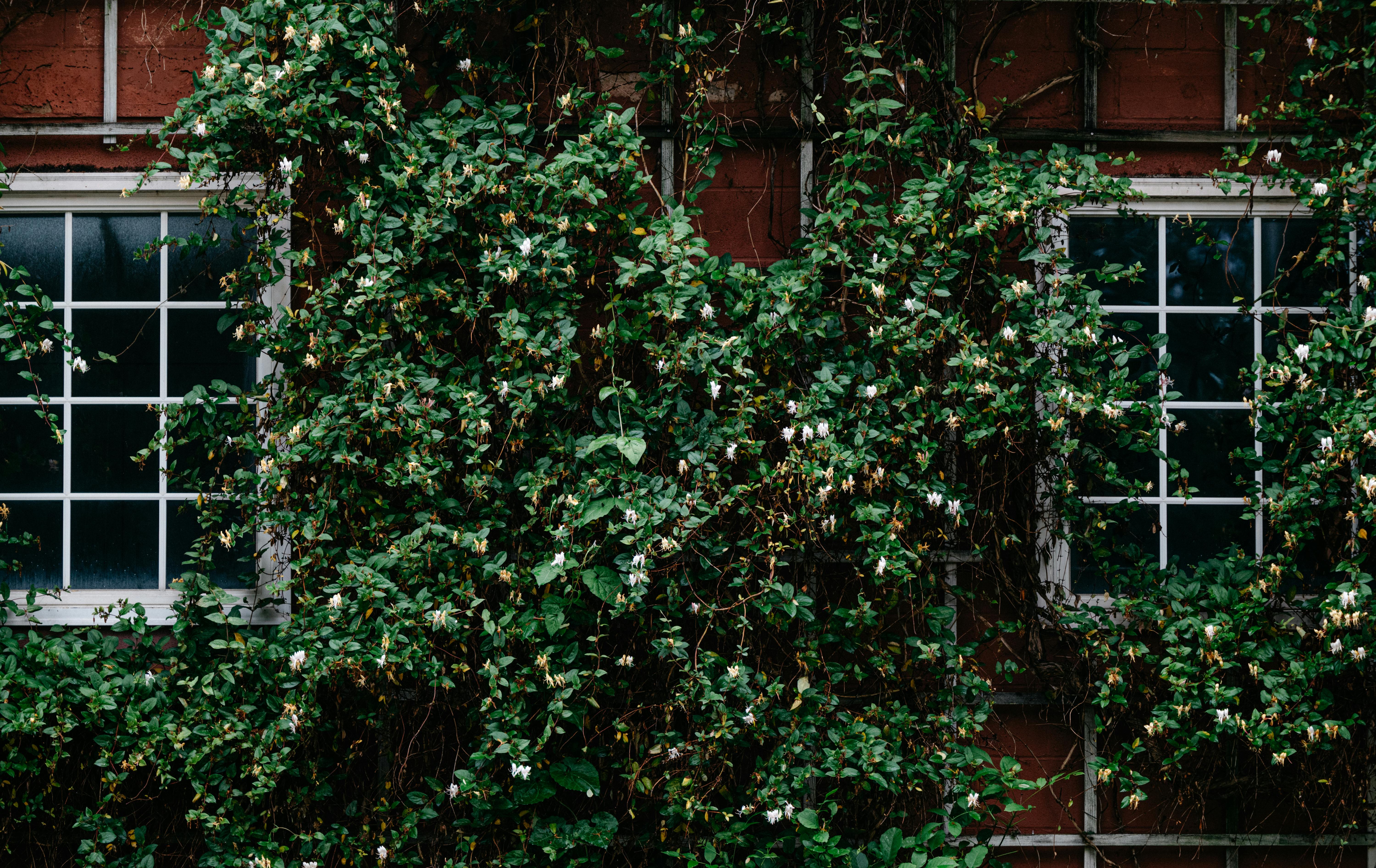 A window with vines growing on it · Free Stock Photo