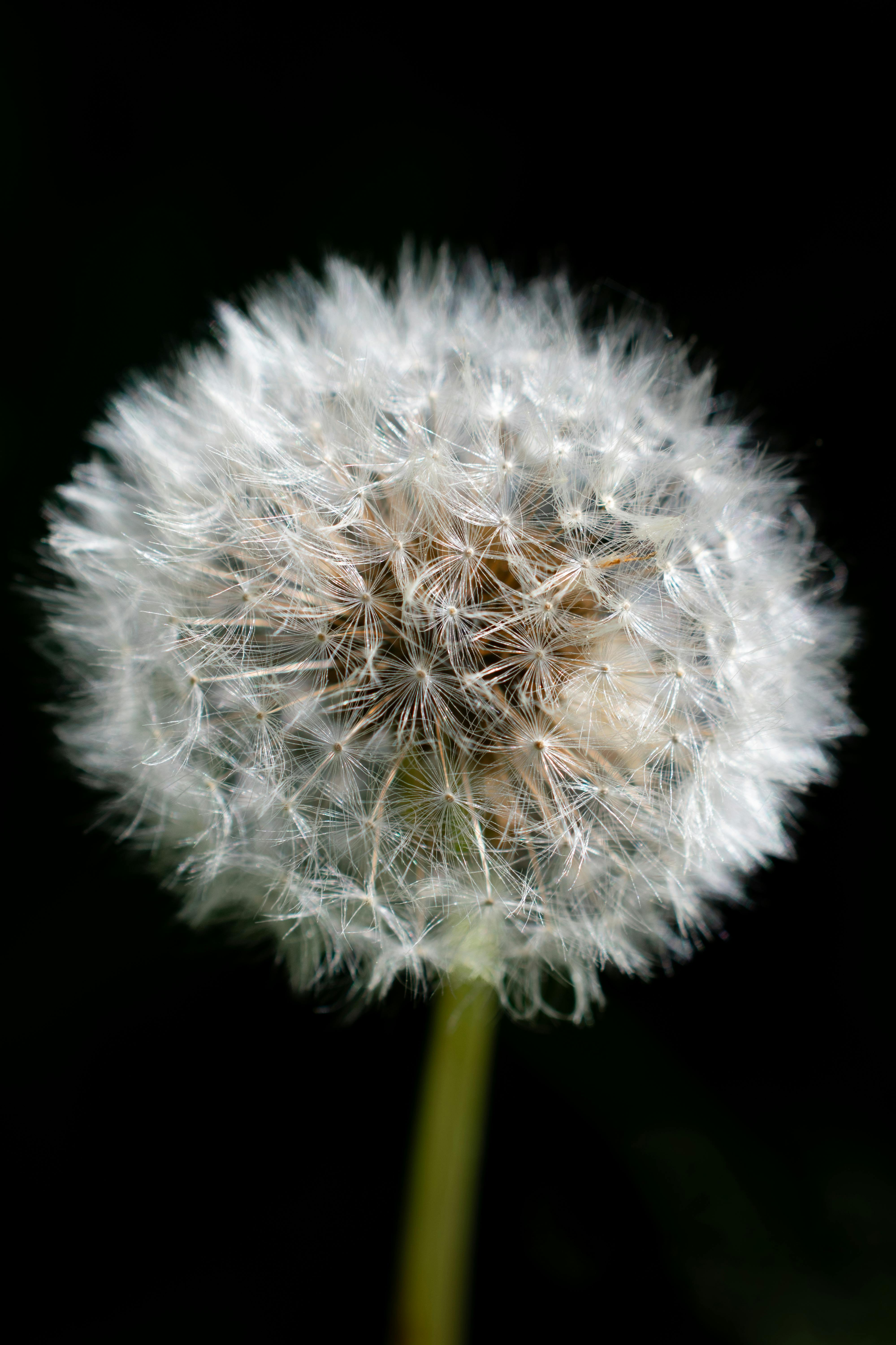 Dandelion Backgrounds Photos, Download The BEST Free Dandelion ...