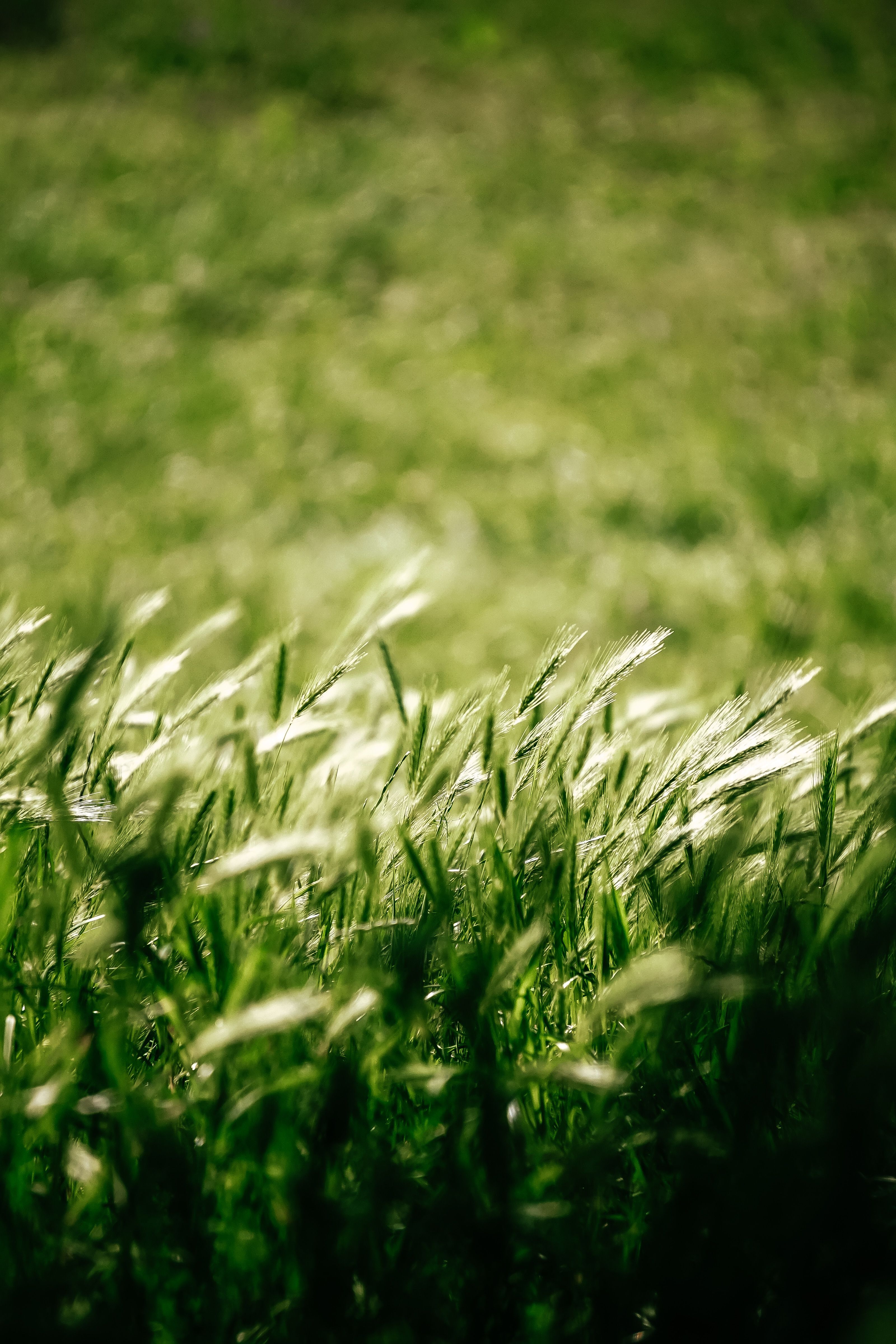 Close-up Photography of Grass · Free Stock Photo