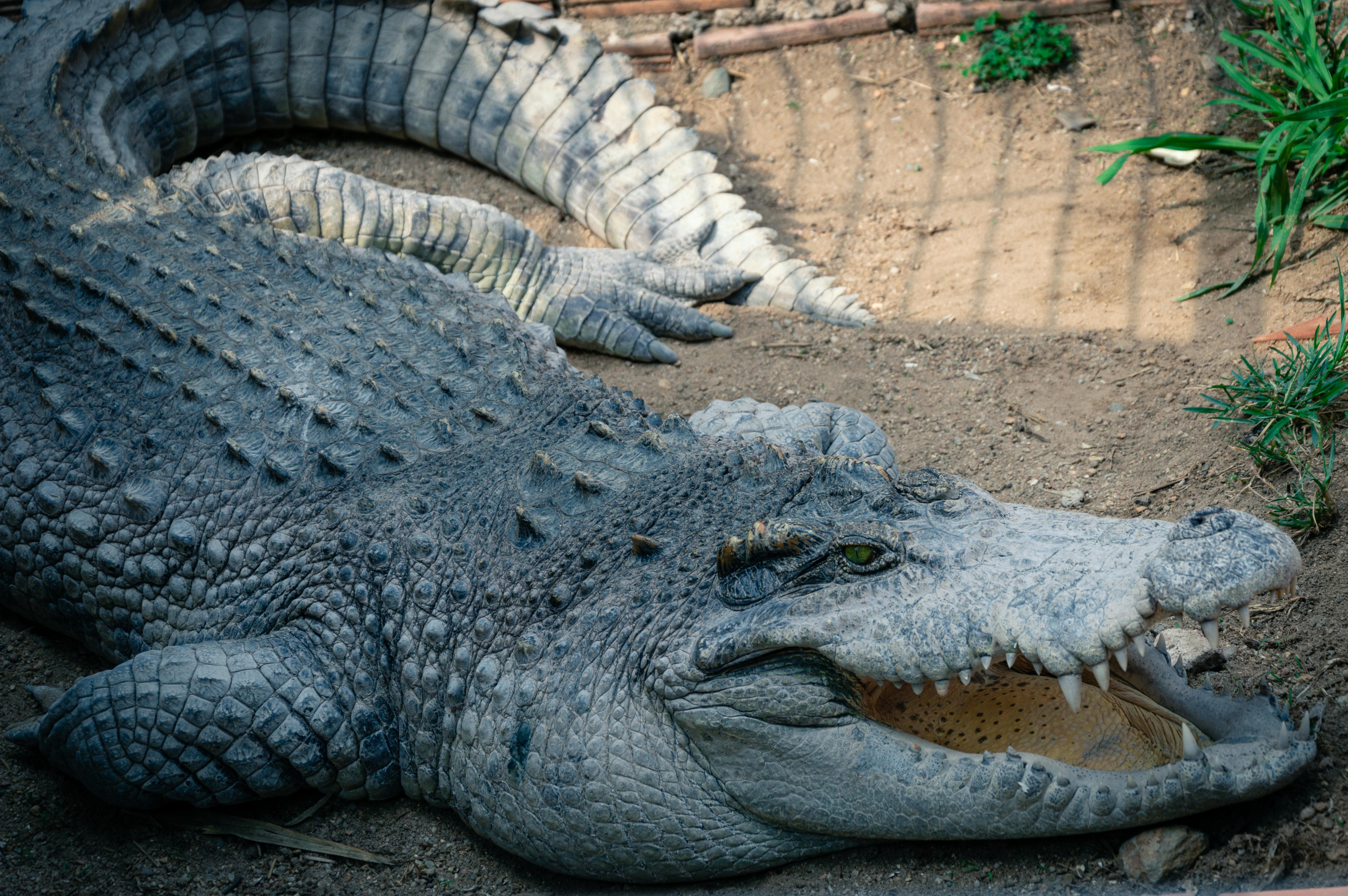 A large crocodile laying on the ground in a zoo · Free Stock Photo