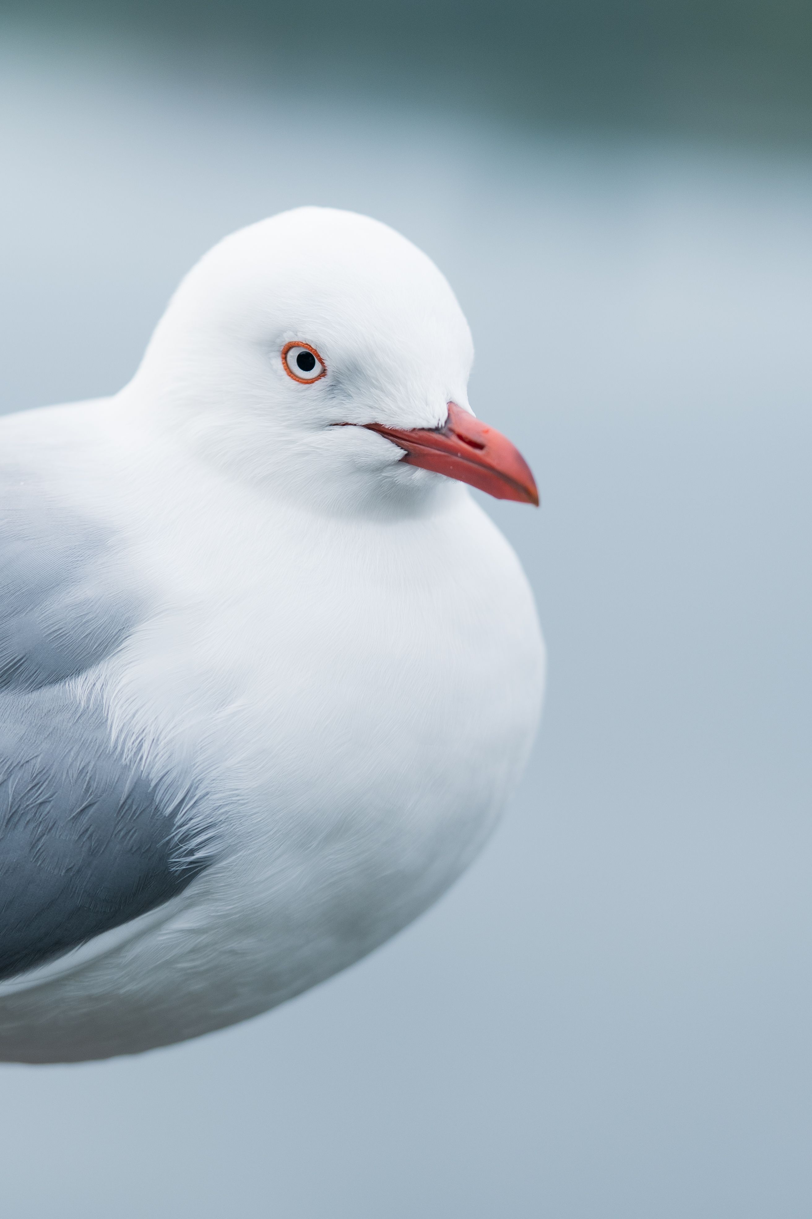 A seagull with red eyes · Free Stock Photo