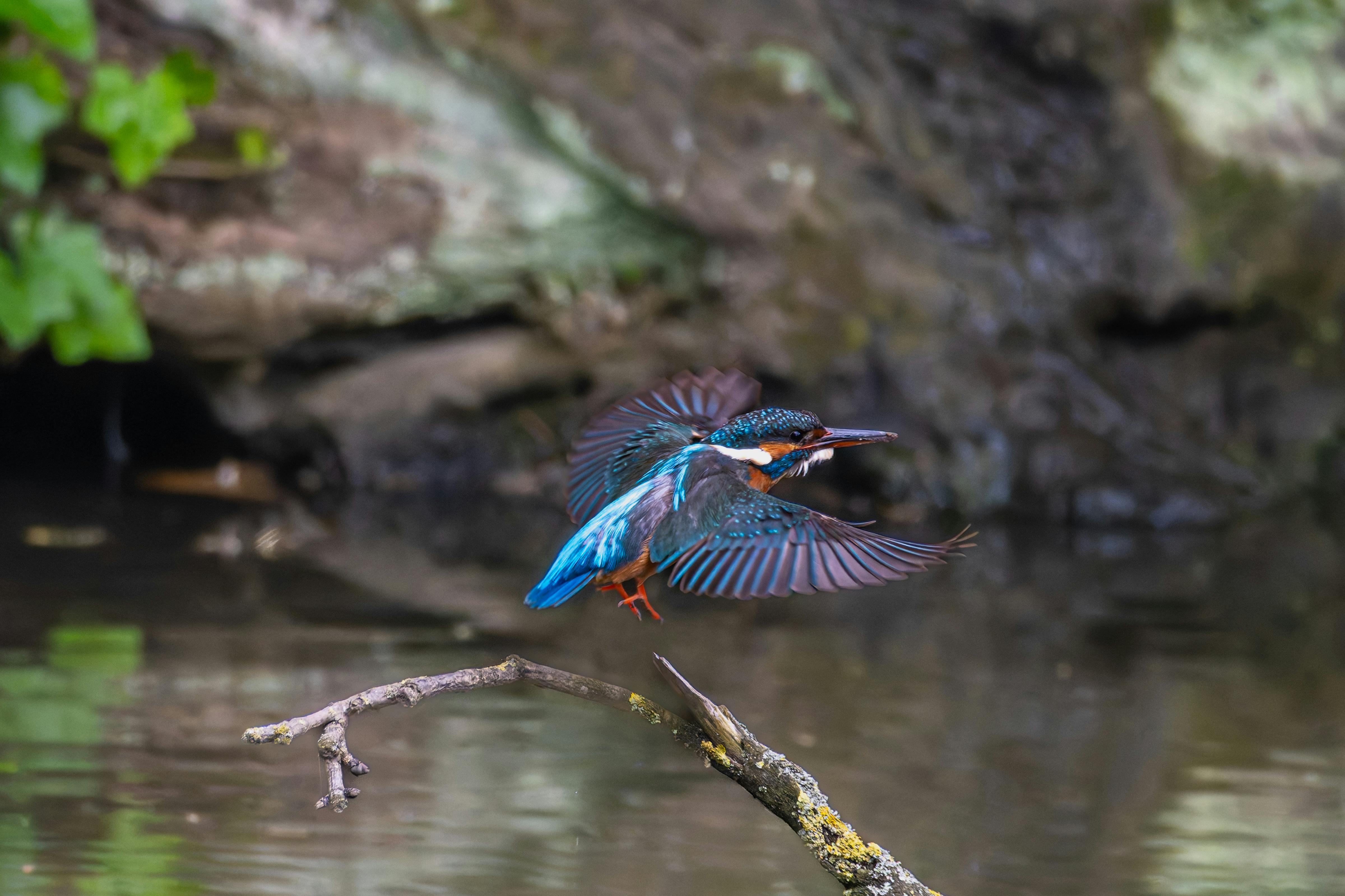 Martlet birds above wooden construction roof · Free Stock Photo