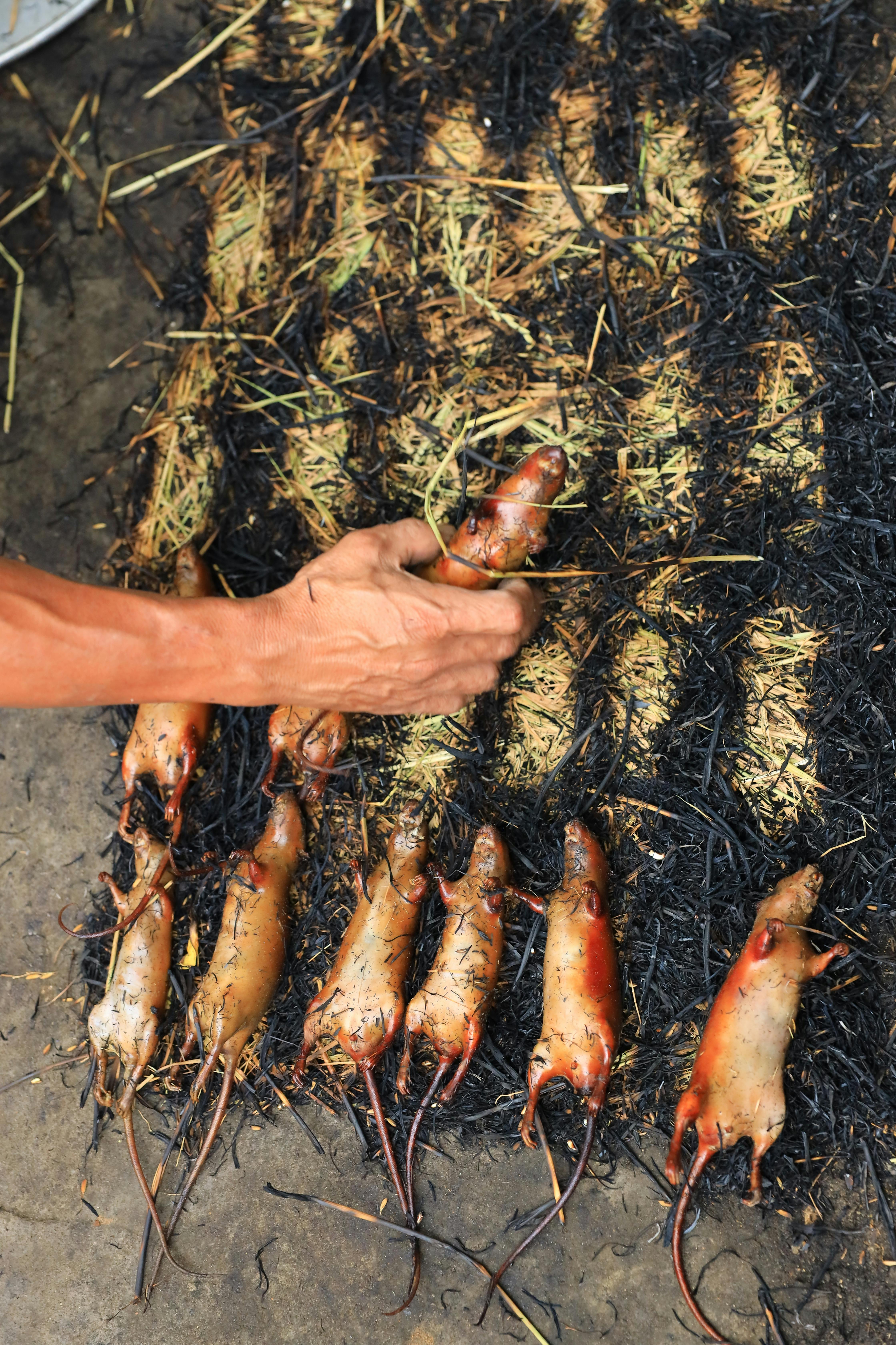 Traditional Vietnamese Field Rat Meal Preparation · Free Stock Photo