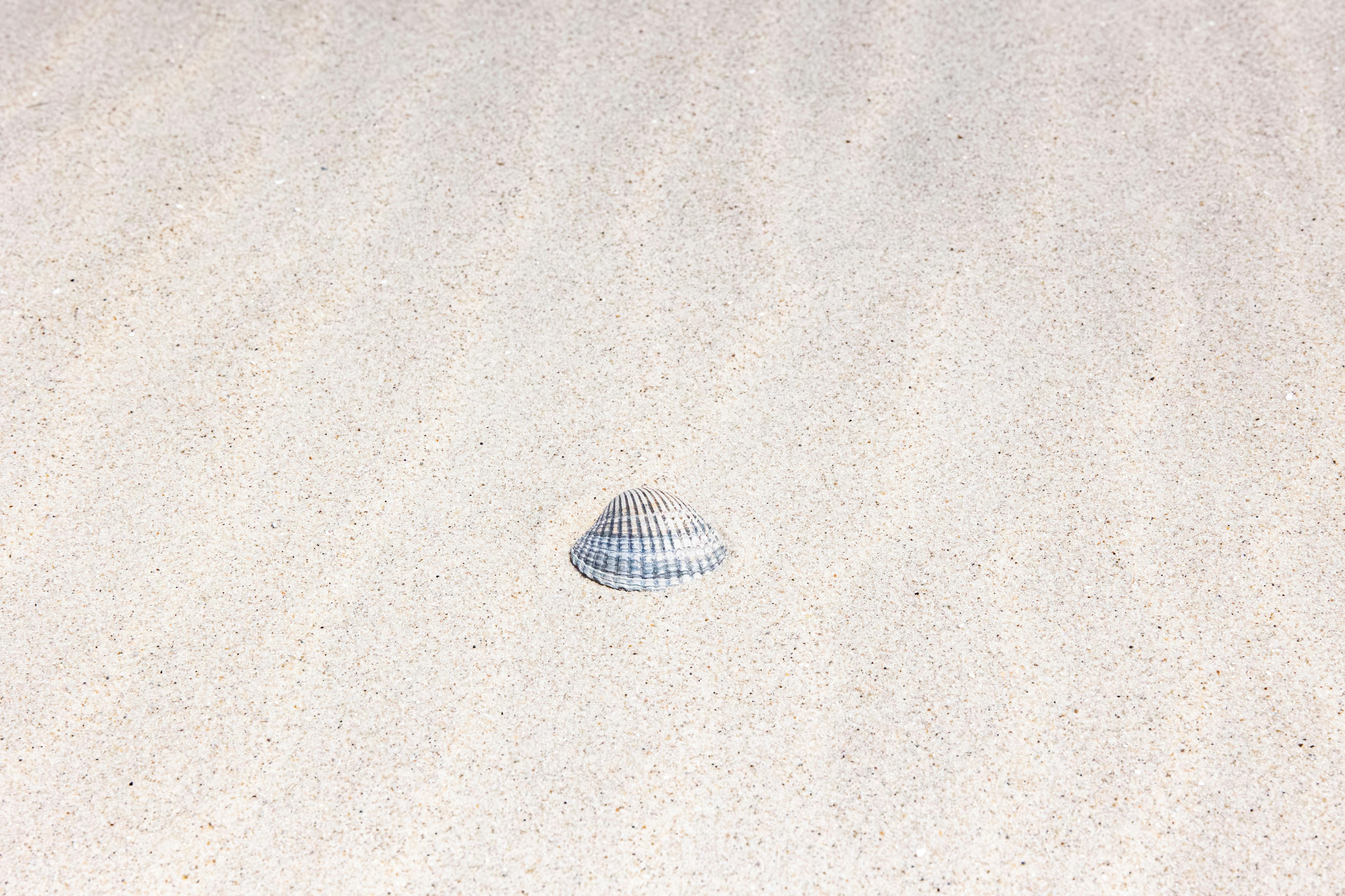 Close up of a Seashell · Free Stock Photo