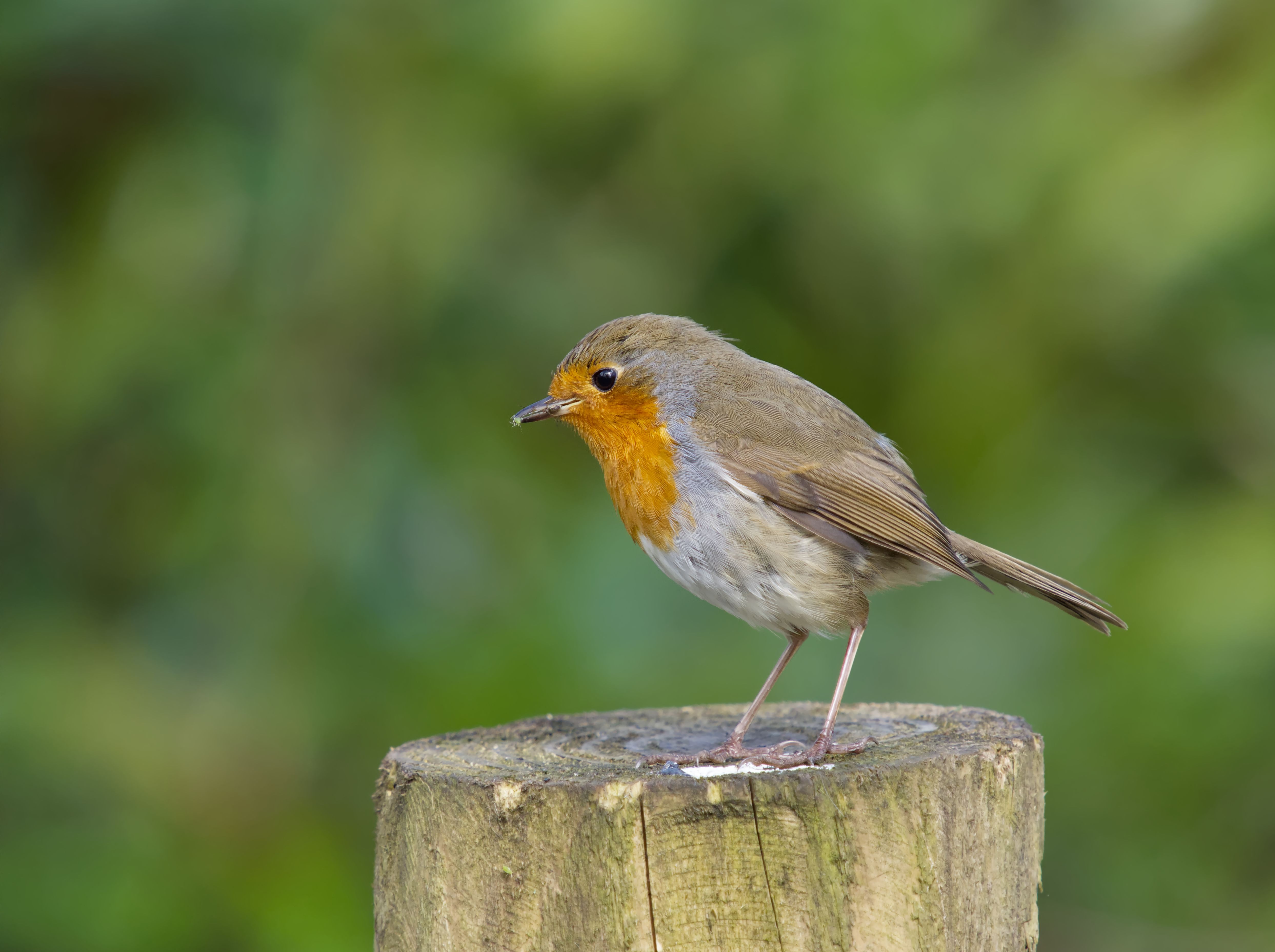 Robin Catching Worm · Free Stock Photo