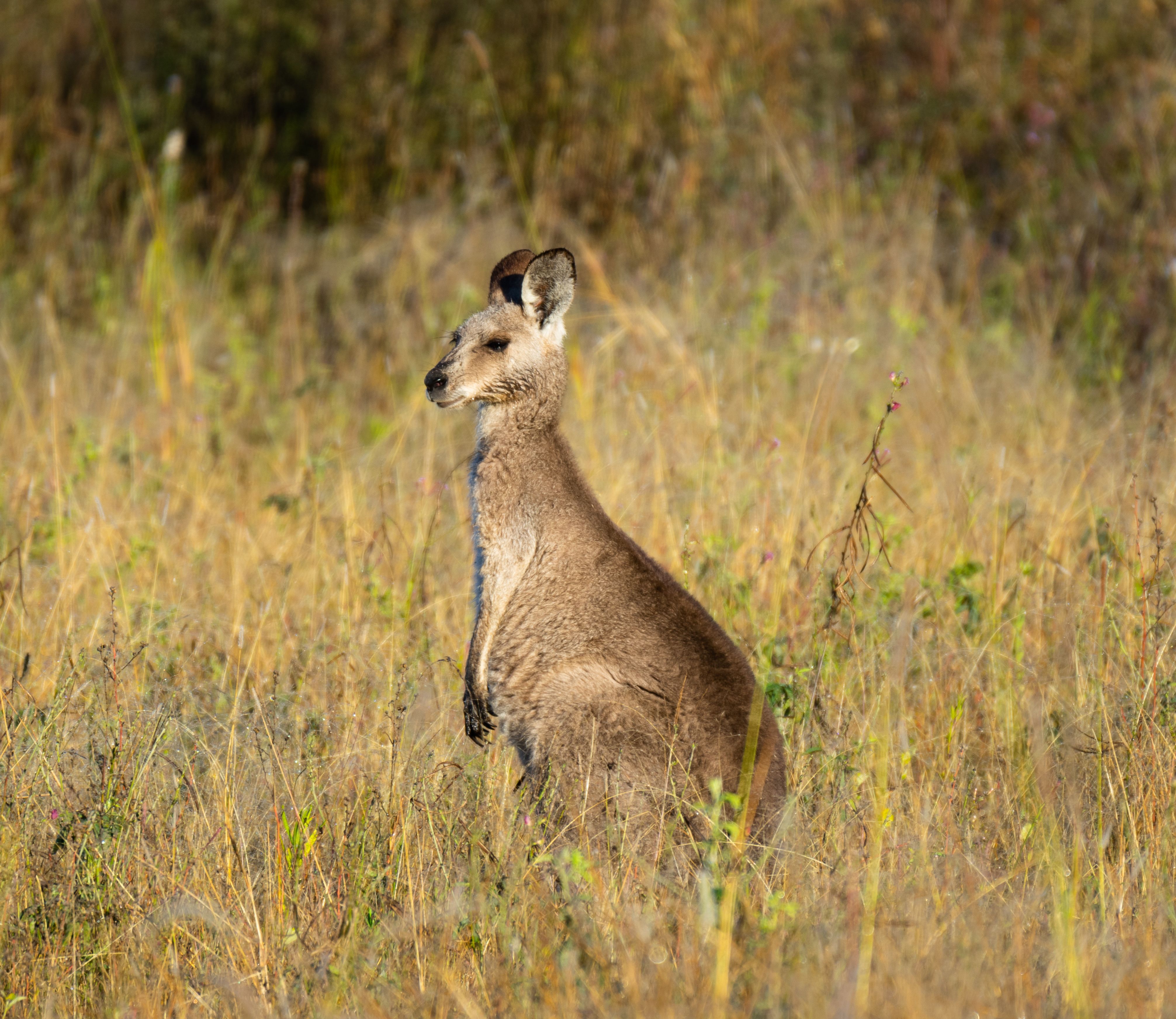 Kangaroo in Nature · Free Stock Photo